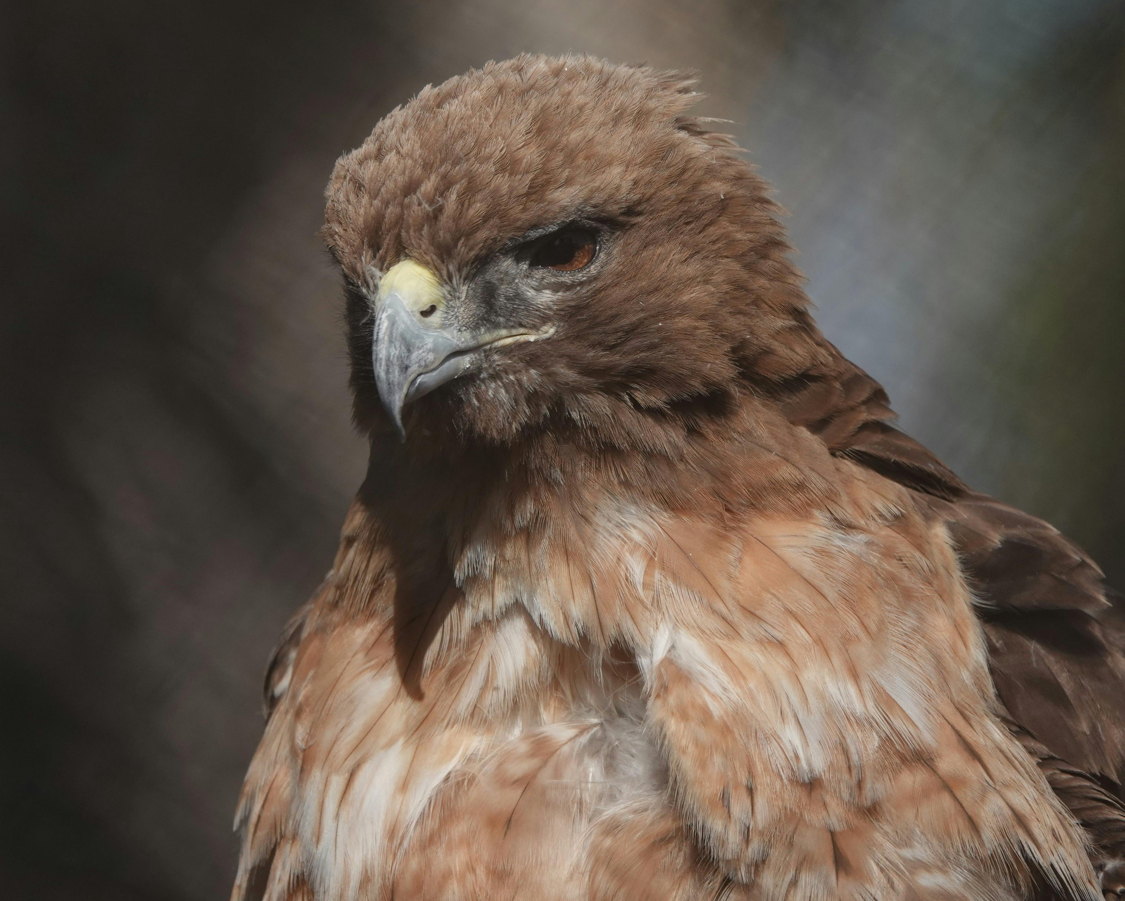 K Pop+Demon+Hunter+Feet Photos, Download The BEST Free K Pop+Demon ...