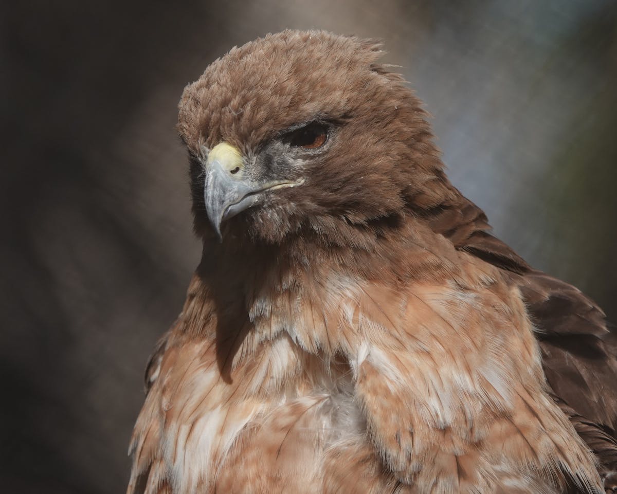 Raptor Photos, Download The BEST Free Raptor Stock Photos & HD Images