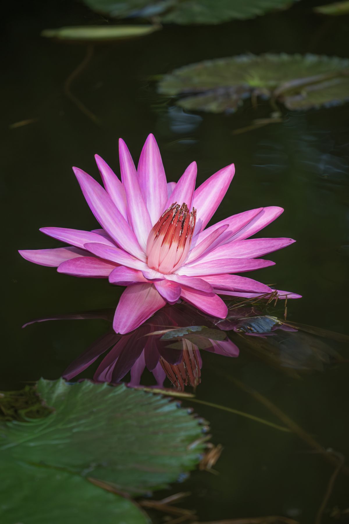 Pink Lockscreen Photos, Download The BEST Free Pink Lockscreen Stock ...