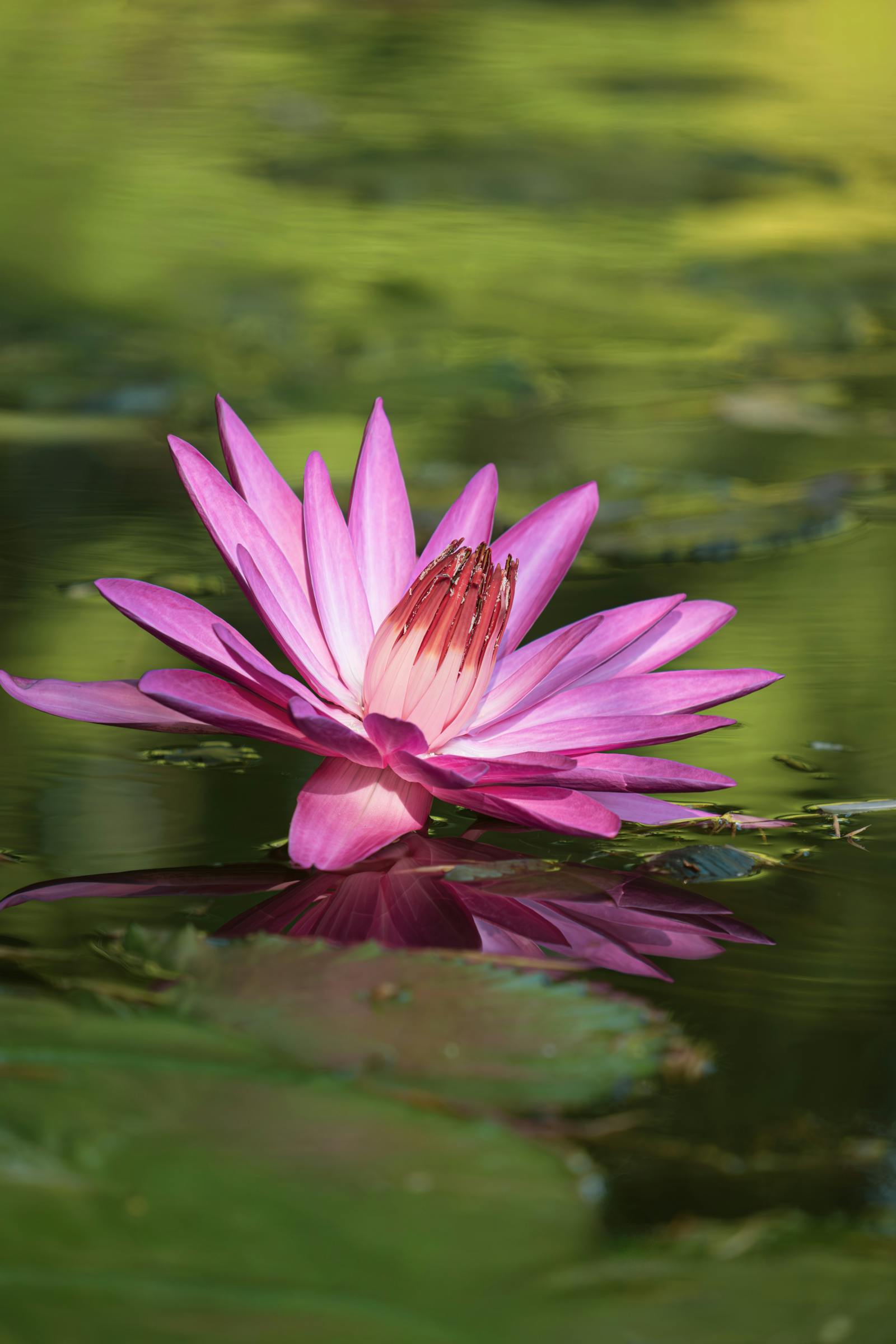 Pink Lockscreen Photos, Download The BEST Free Pink Lockscreen Stock ...