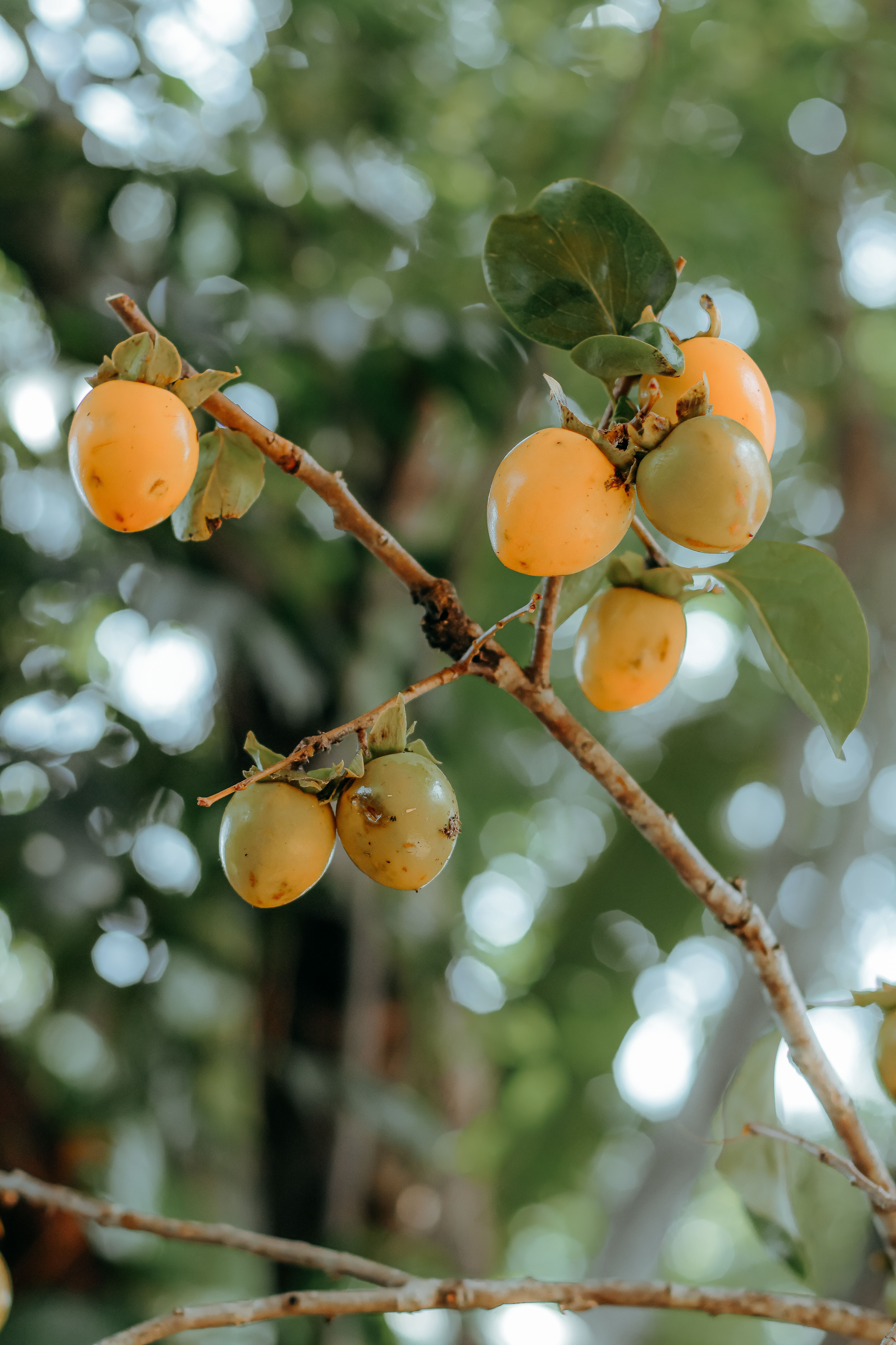 Tree Leaves Photos, Download The BEST Free Tree Leaves Stock Photos ...