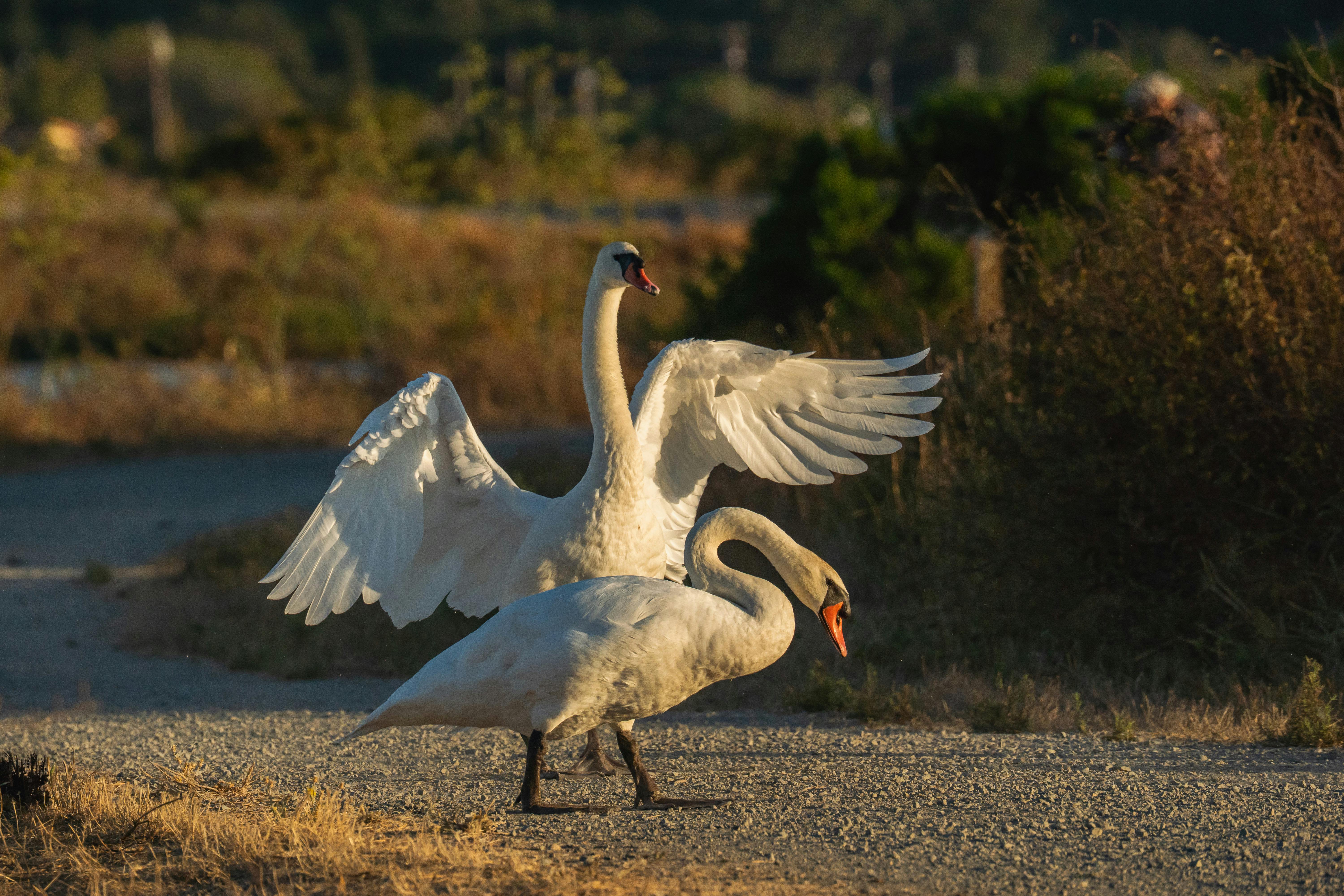 Swans Photos, Download The BEST Free Swans Stock Photos & HD Images