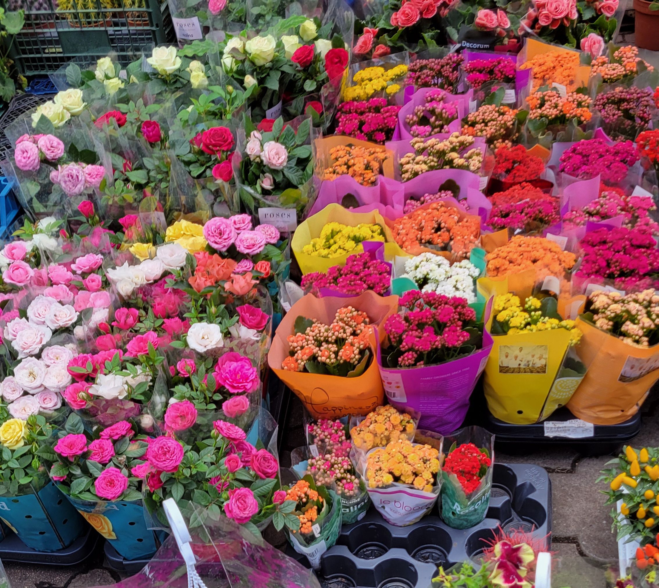 Blooming Flowers Photos, Download The BEST Free Blooming Flowers Stock ...