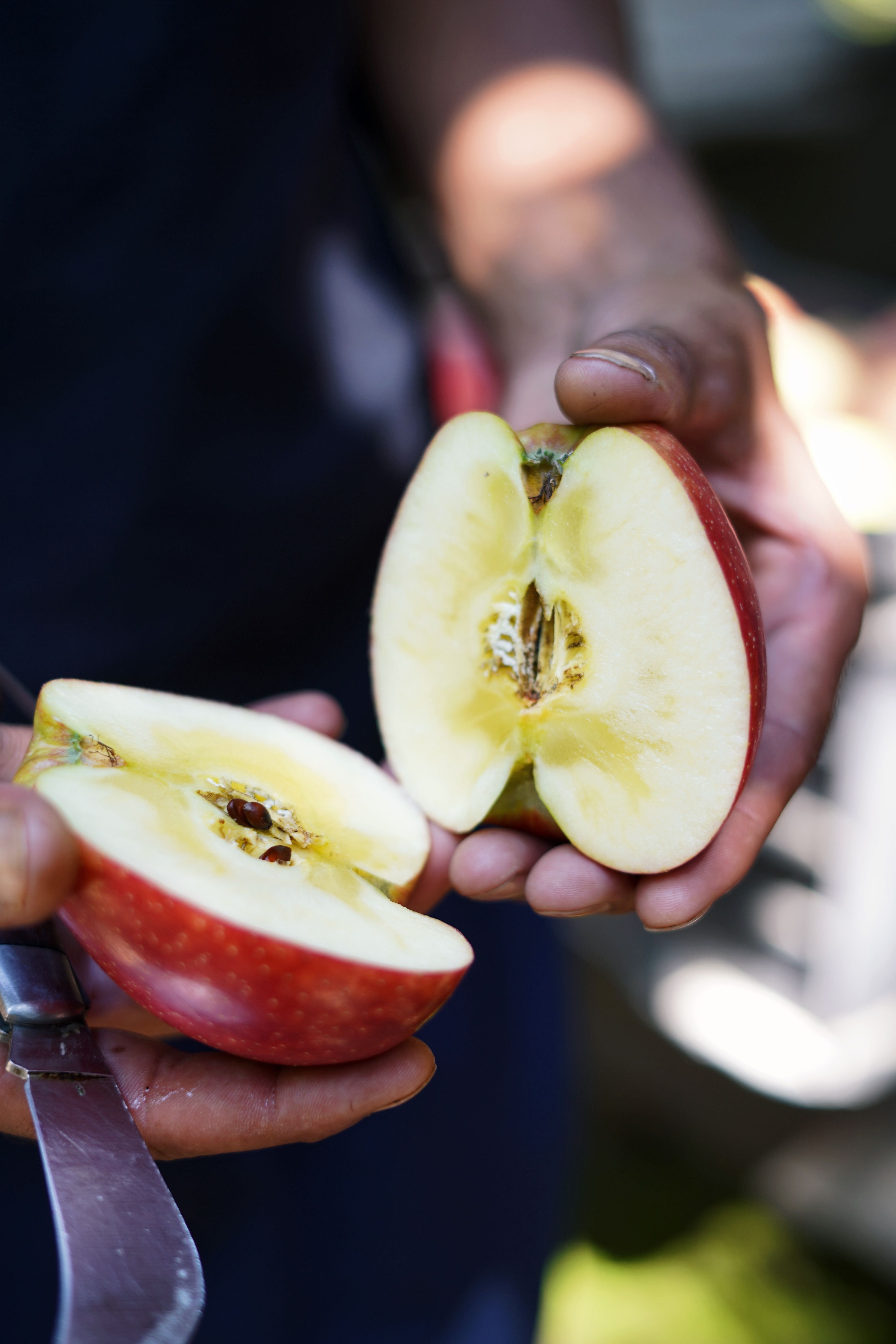 Apple Friut Photos, Download The BEST Free Apple Friut Stock Photos ...
