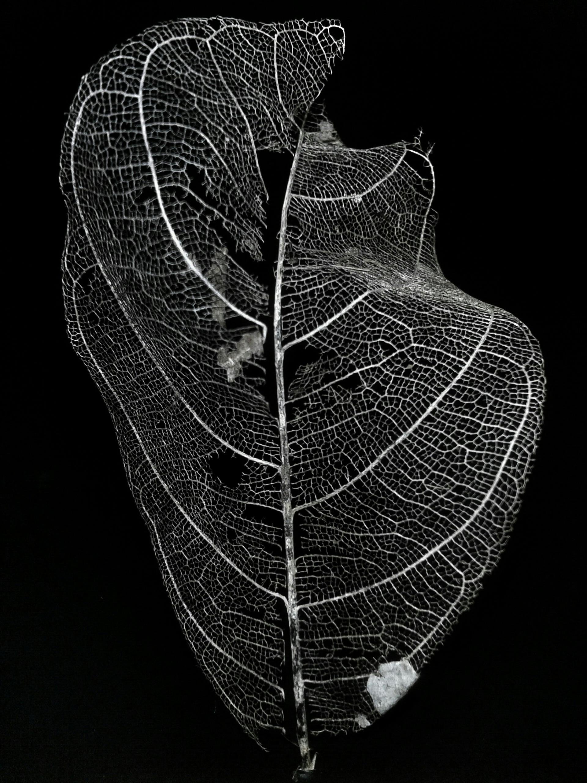 Transparency Photos, Download The BEST Free Transparency Stock Photos ...