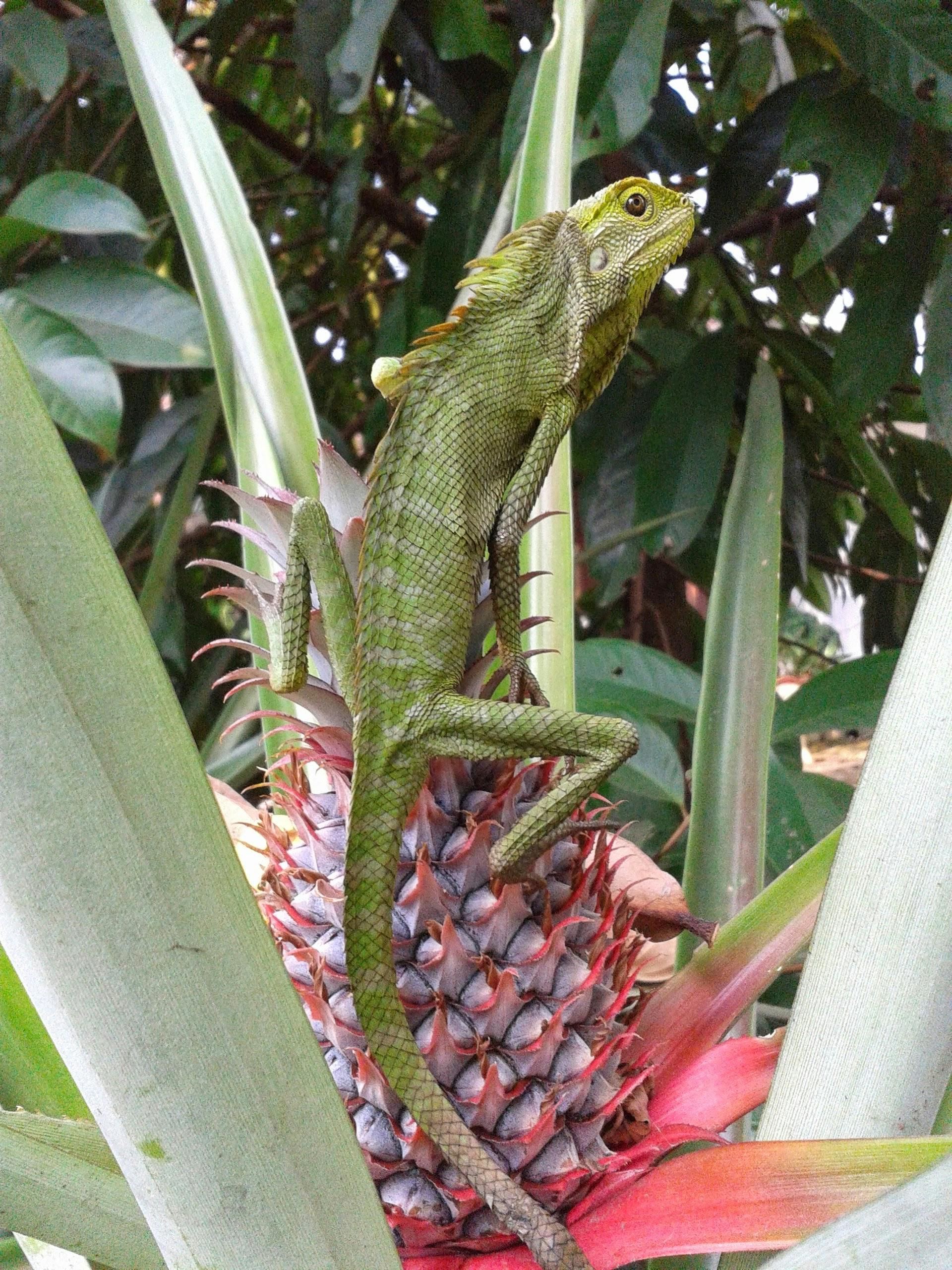 20.000+ Foto Asn Indonesia Terbaik · Unduh Gratis 100% · Foto Stok Pexels