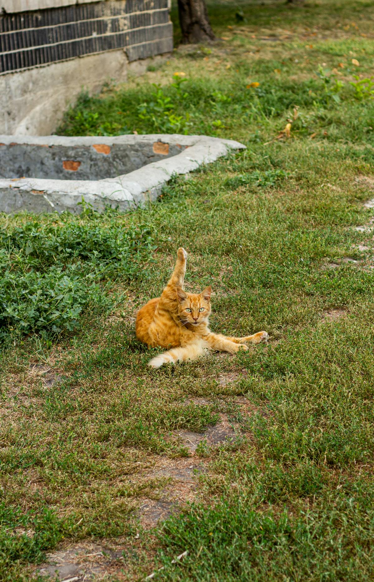 Herding Cats Photos, Download The BEST Free Herding Cats Stock Photos ...