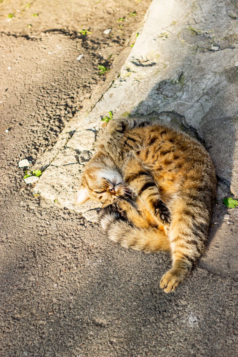 Cute Labubu Photos, Download The BEST Free Cute Labubu Stock Photos ...
