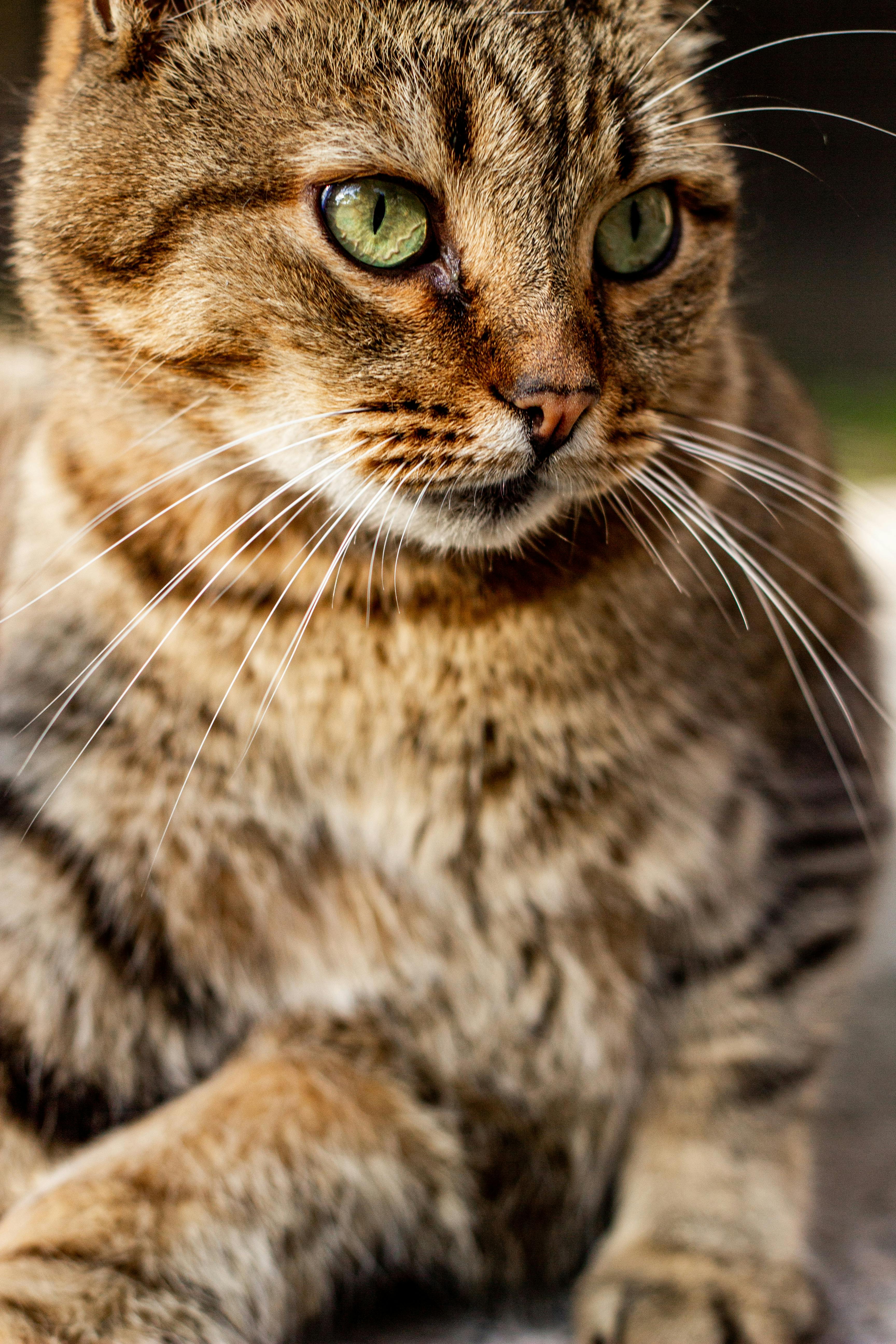 Cats Reference Photos, Download The BEST Free Cats Reference Stock ...