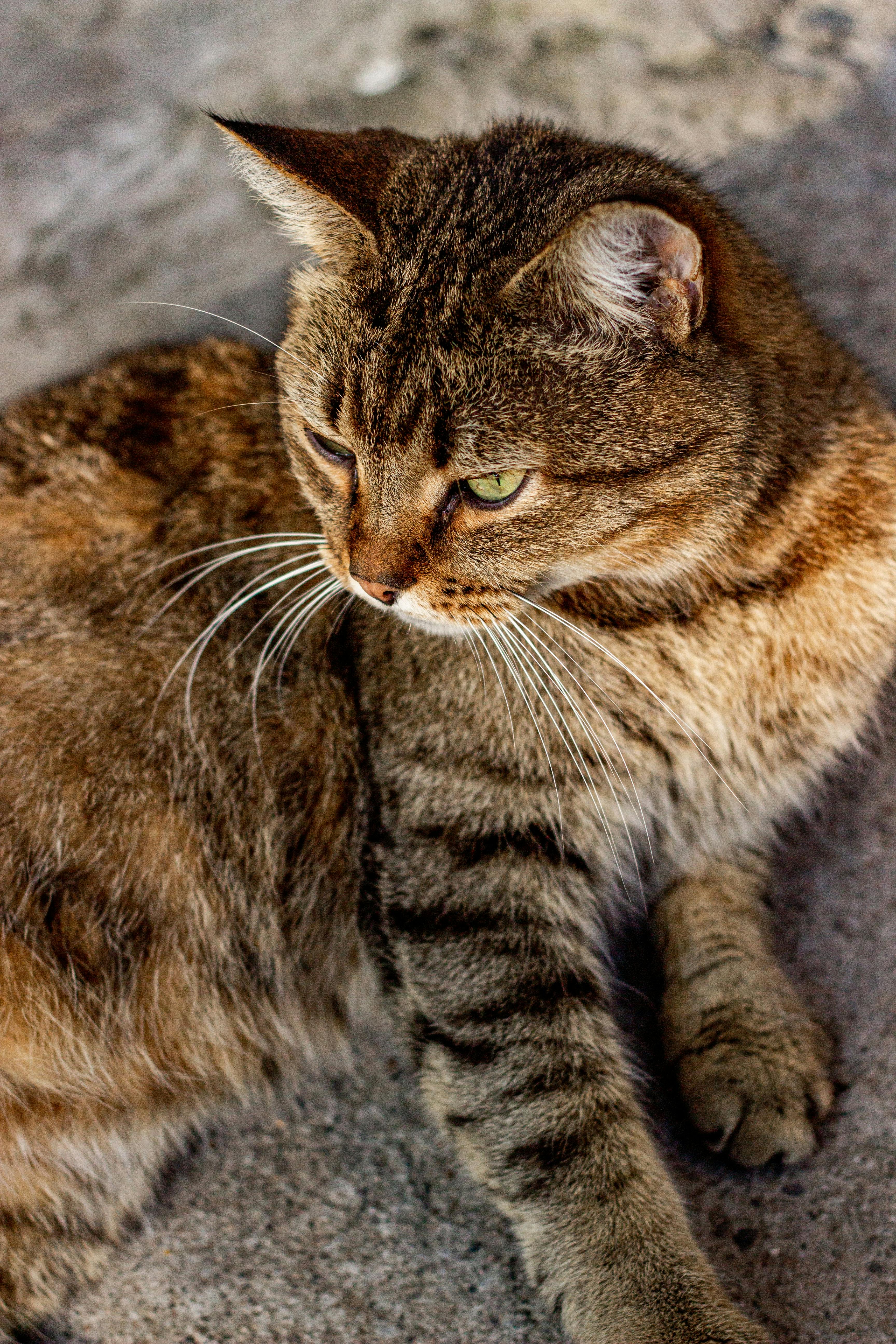 Cute+Nymph Photos, Download The BEST Free Cute+Nymph Stock Photos & HD ...