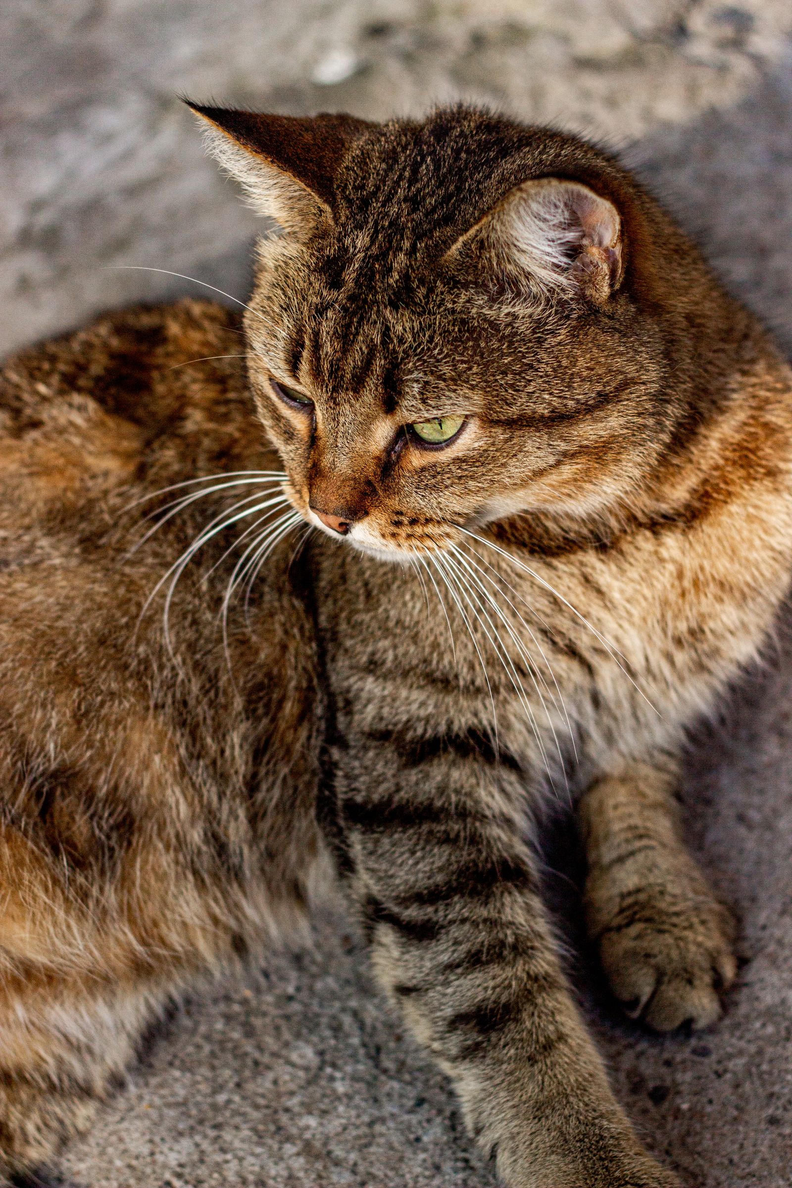 Cat Portrait Photos, Download The BEST Free Cat Portrait Stock Photos ...