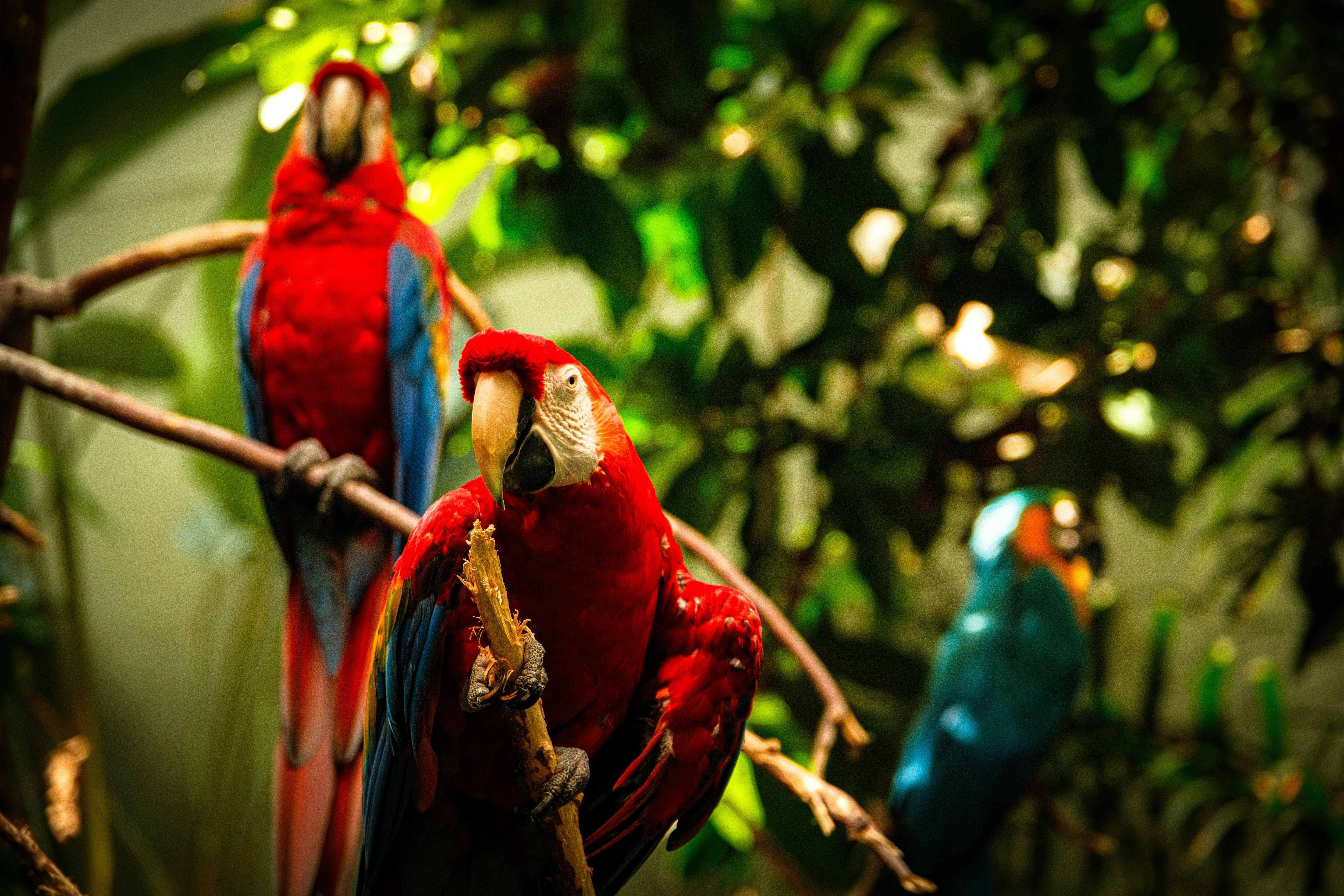 Tropical Rainforest Photos, Download The BEST Free Tropical Rainforest ...