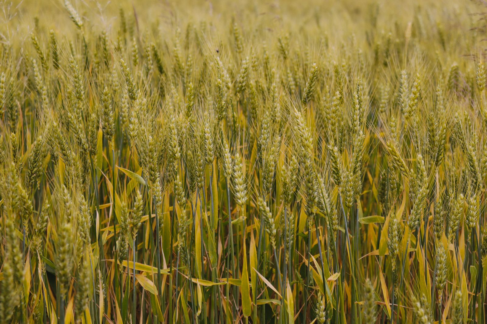 Wheat And Darnel Photos, Download The BEST Free Wheat And Darnel Stock ...
