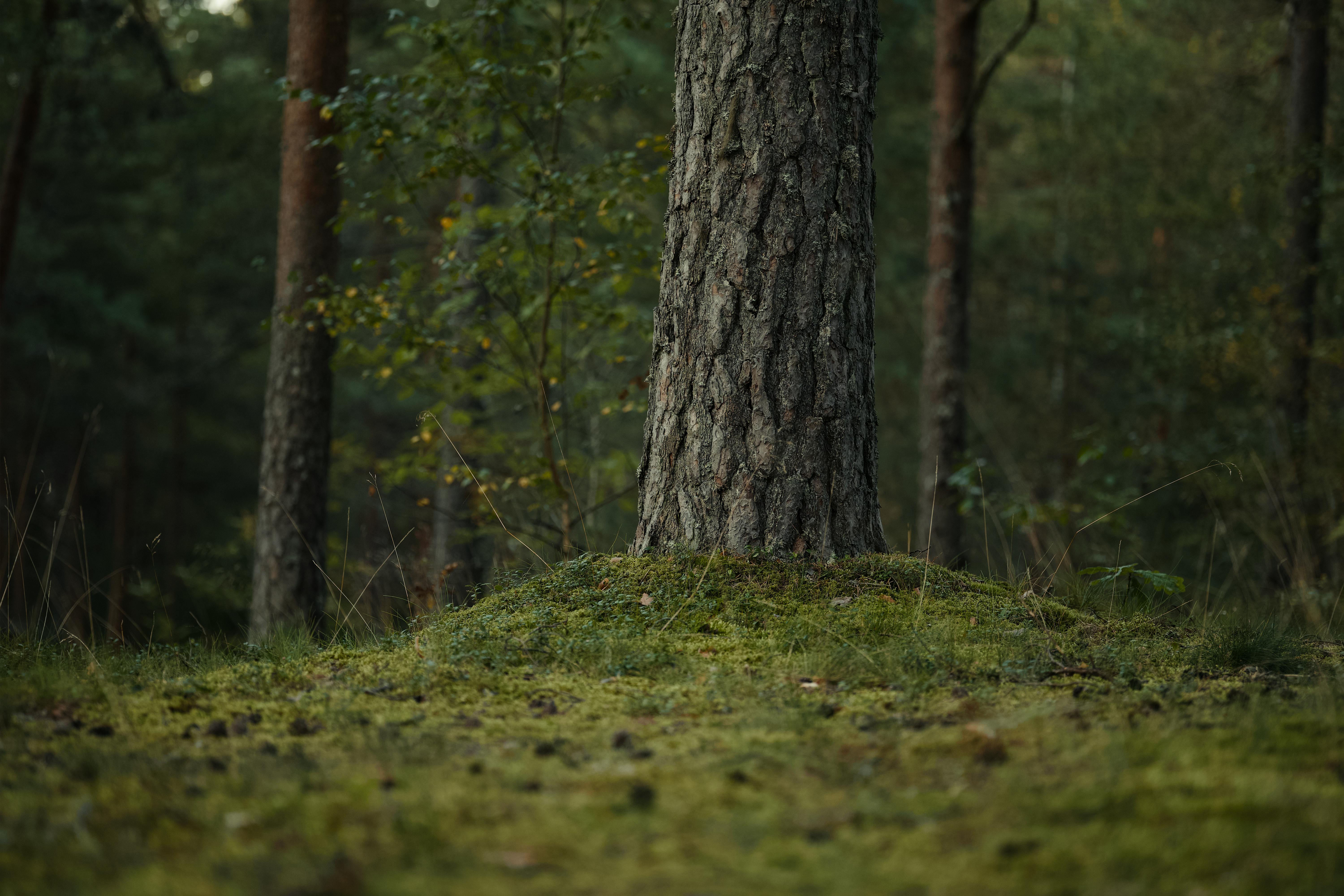 100,000+ Best Tree Images · 100% Free Download · Pexels Stock Photos