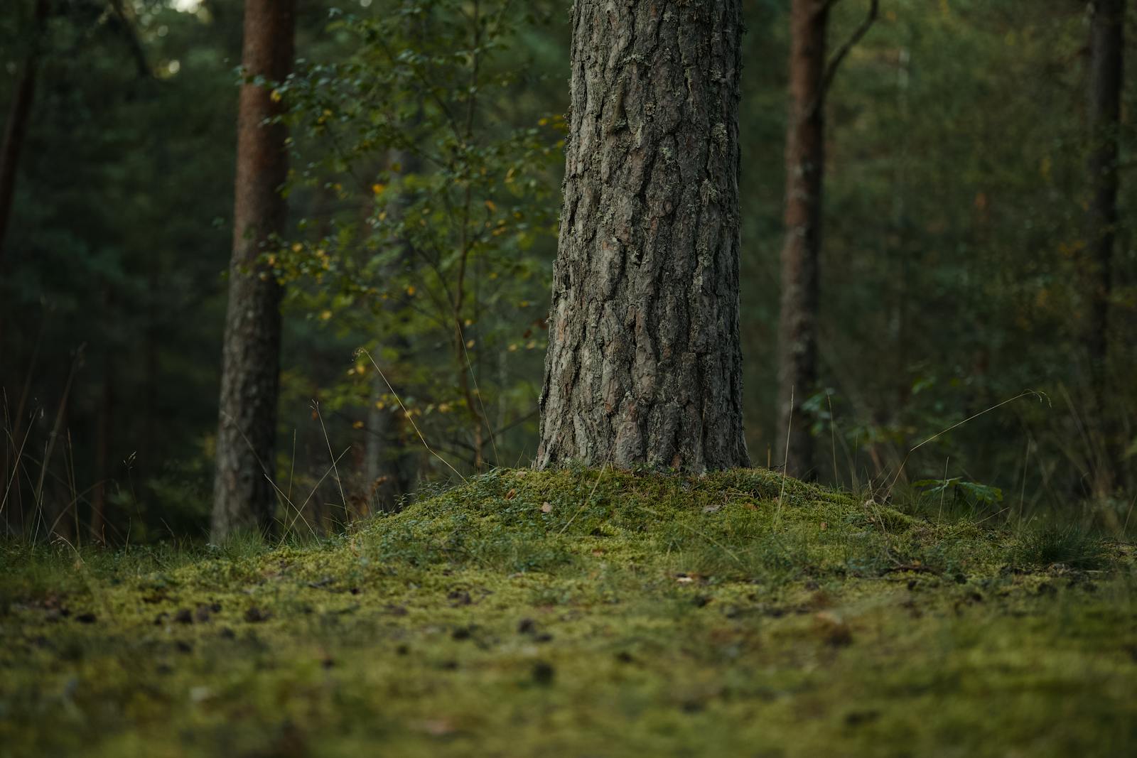 Types Of Soil Photos, Download The BEST Free Types Of Soil Stock Photos ...