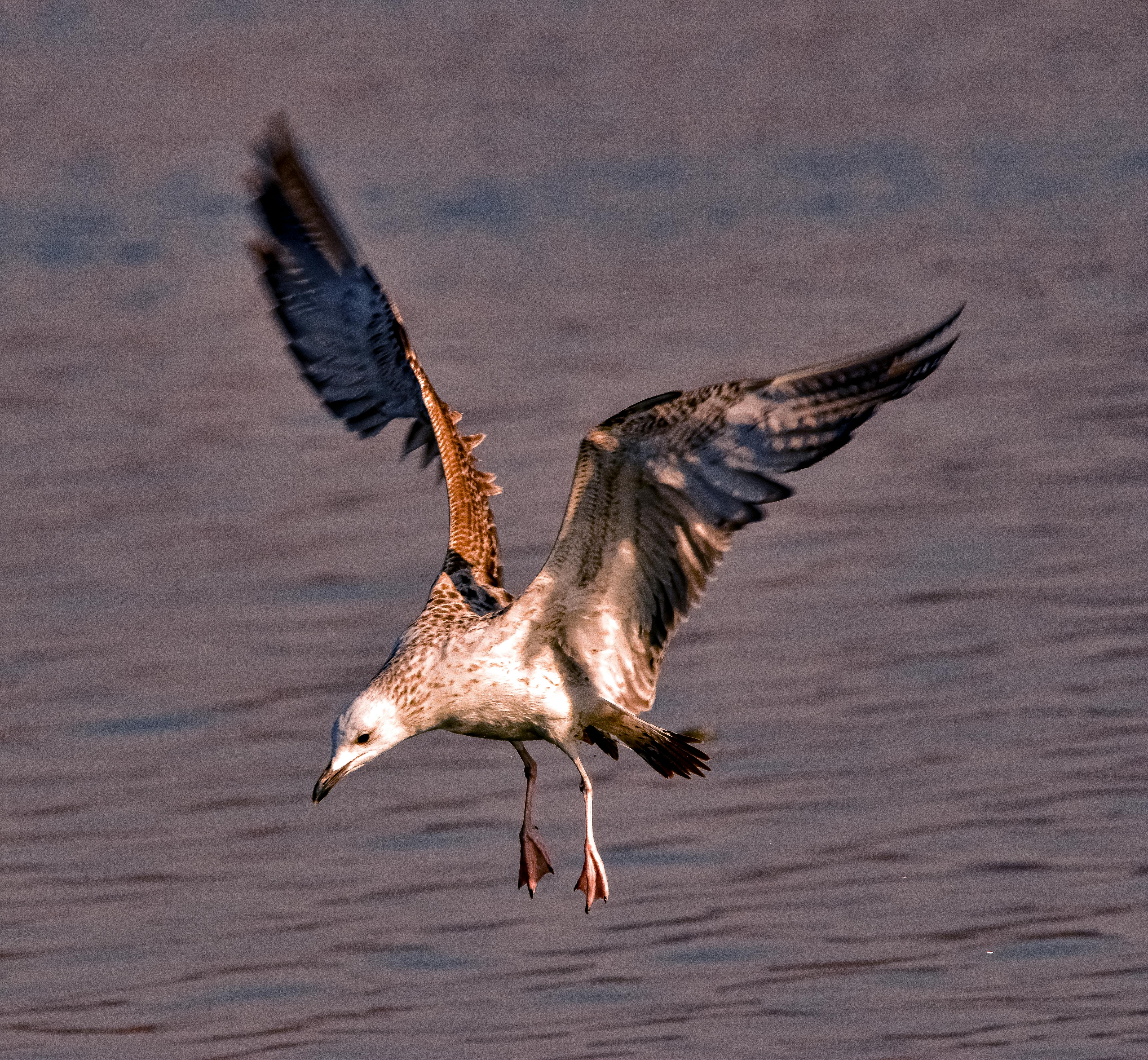 Sea Eater Photos, Download The BEST Free Sea Eater Stock Photos & HD Images