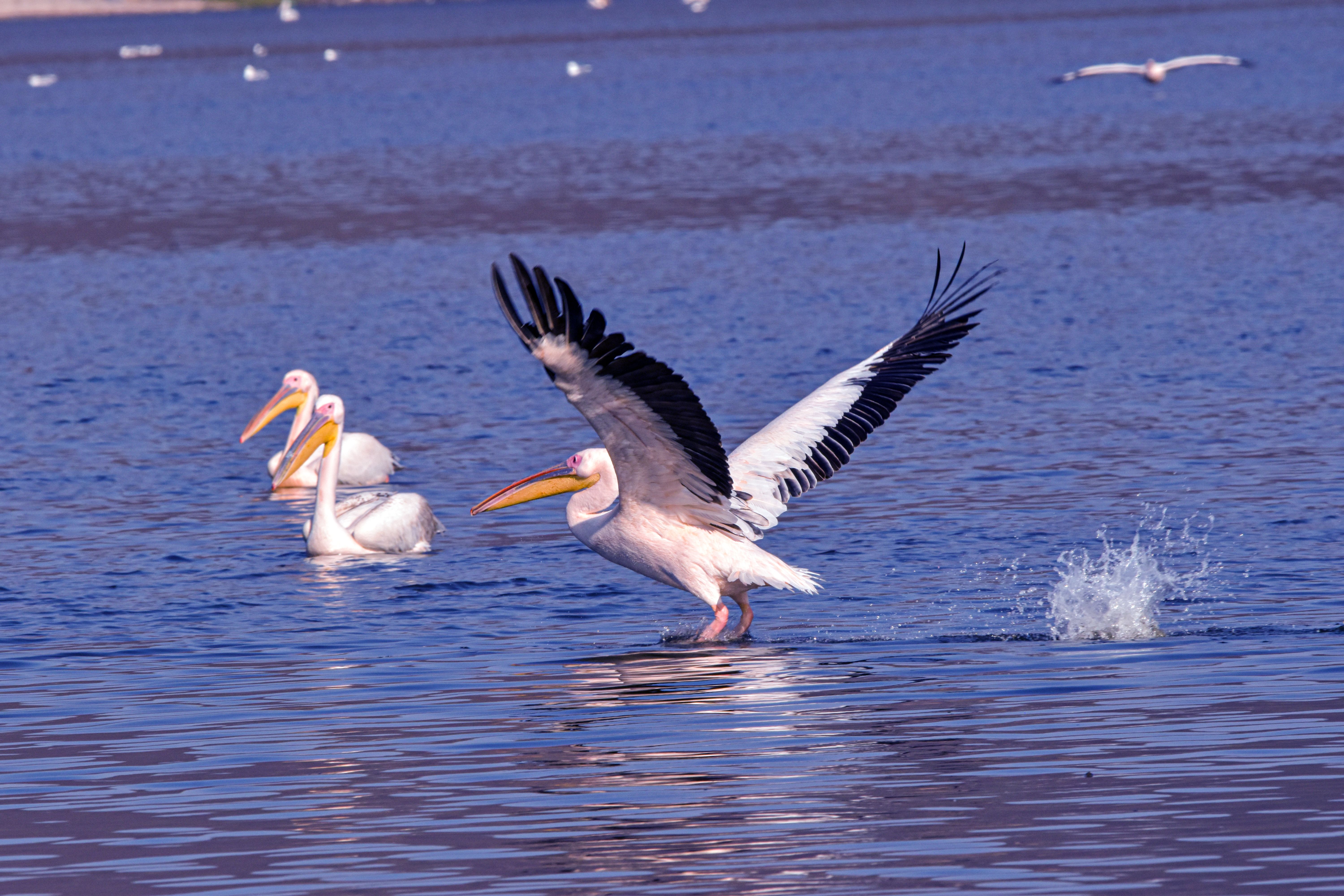 Water And Birds Photos, Download The BEST Free Water And Birds Stock ...