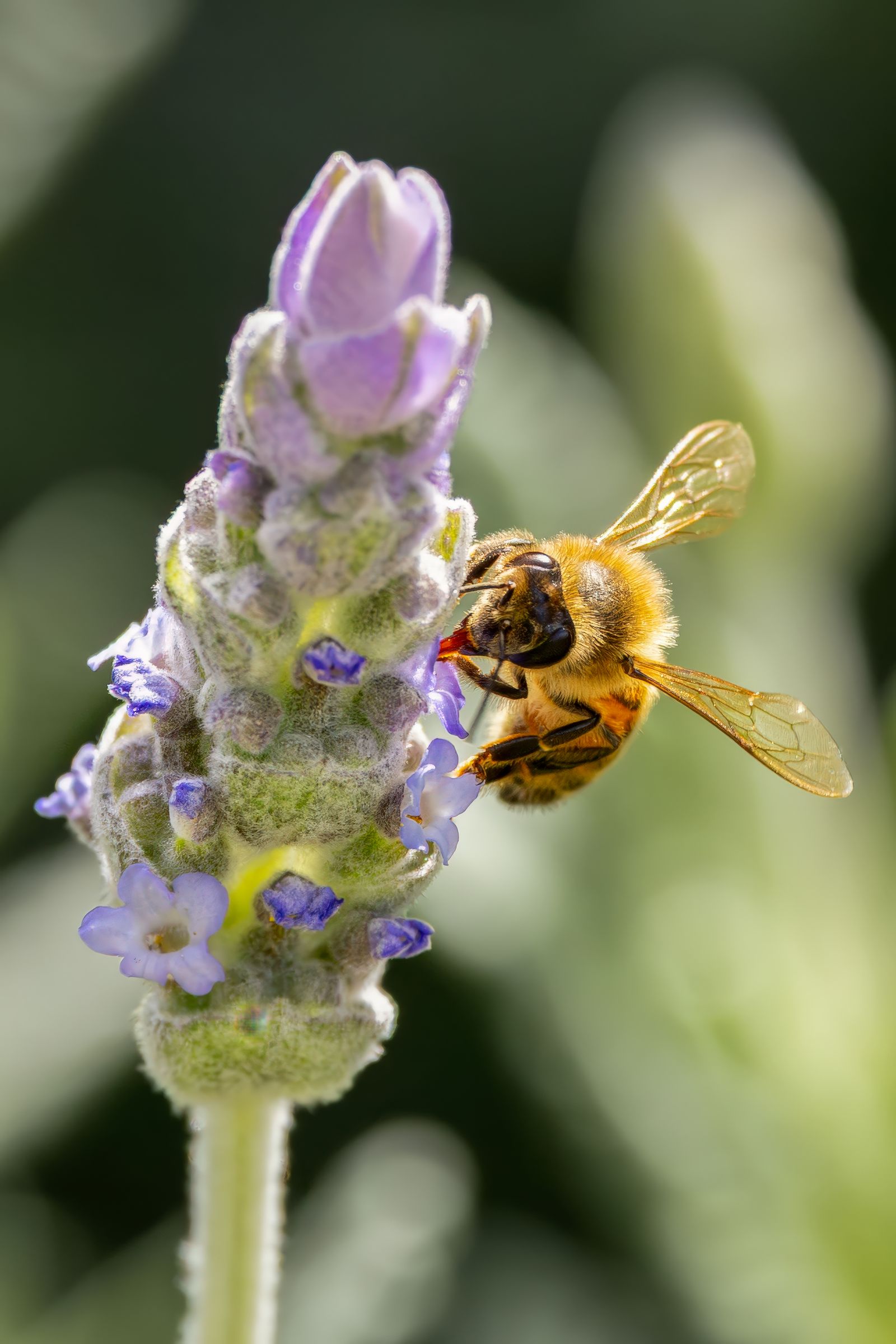 Honey Bee Face Photos, Download The BEST Free Honey Bee Face Stock ...