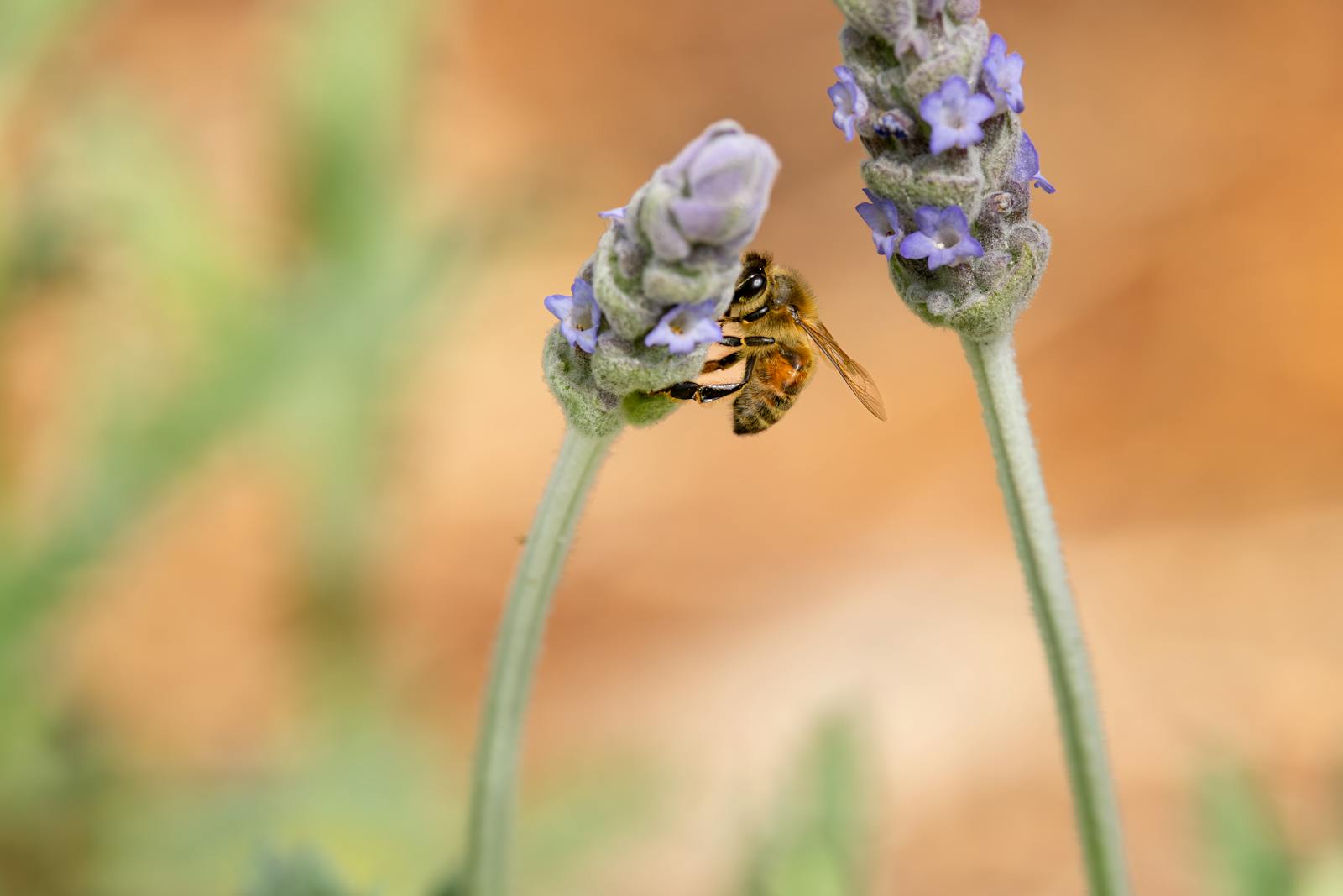 Honey Bee Face Photos, Download The BEST Free Honey Bee Face Stock ...