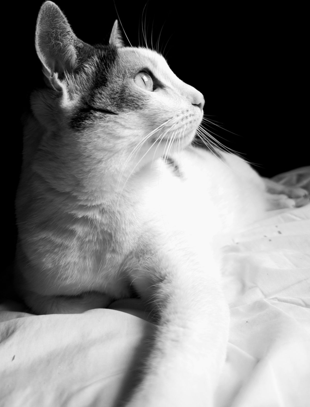 Cat Profile Photos, Download The BEST Free Cat Profile Stock Photos ...