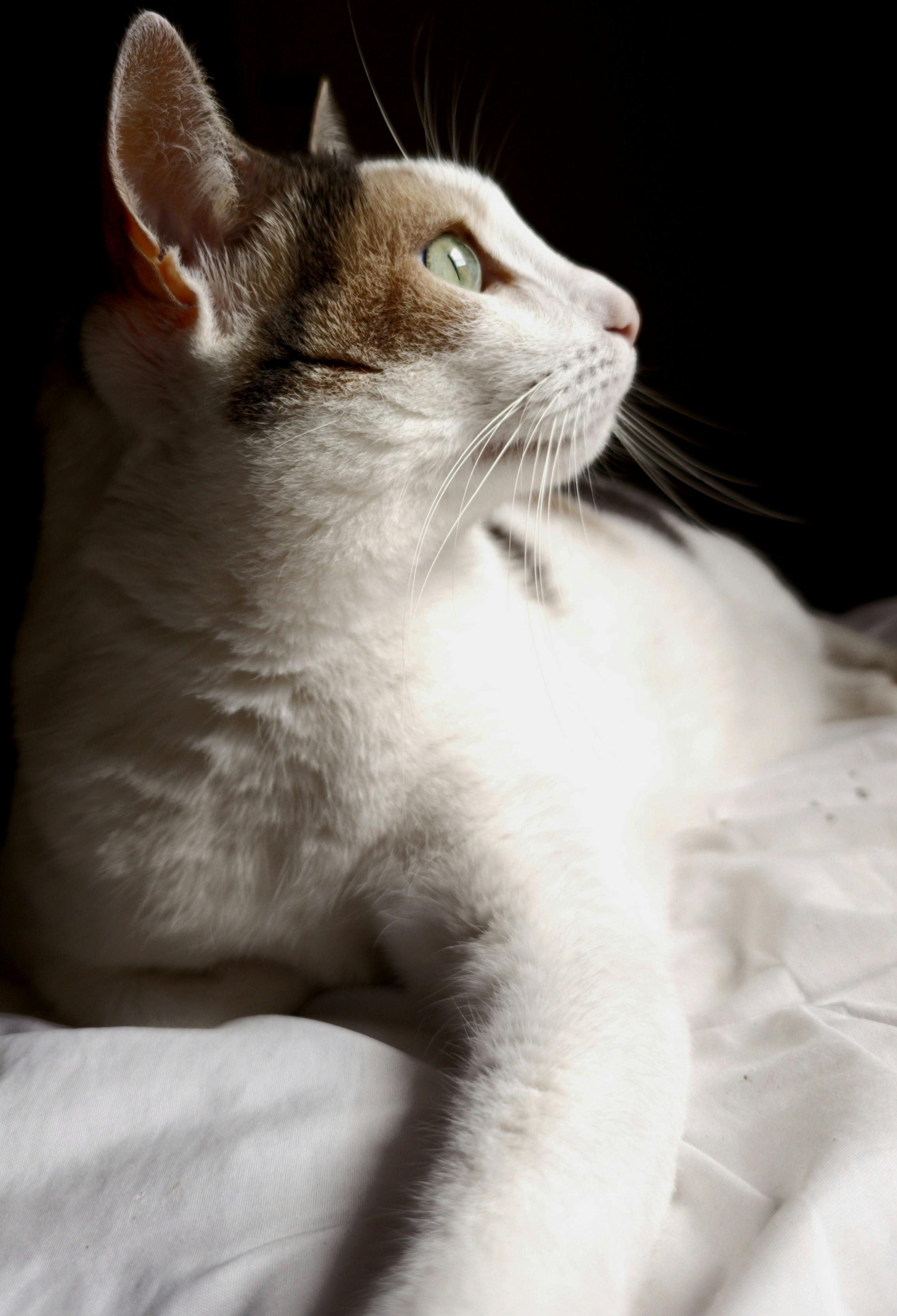 Beluga Cat Photos, Download The BEST Free Beluga Cat Stock Photos & HD ...