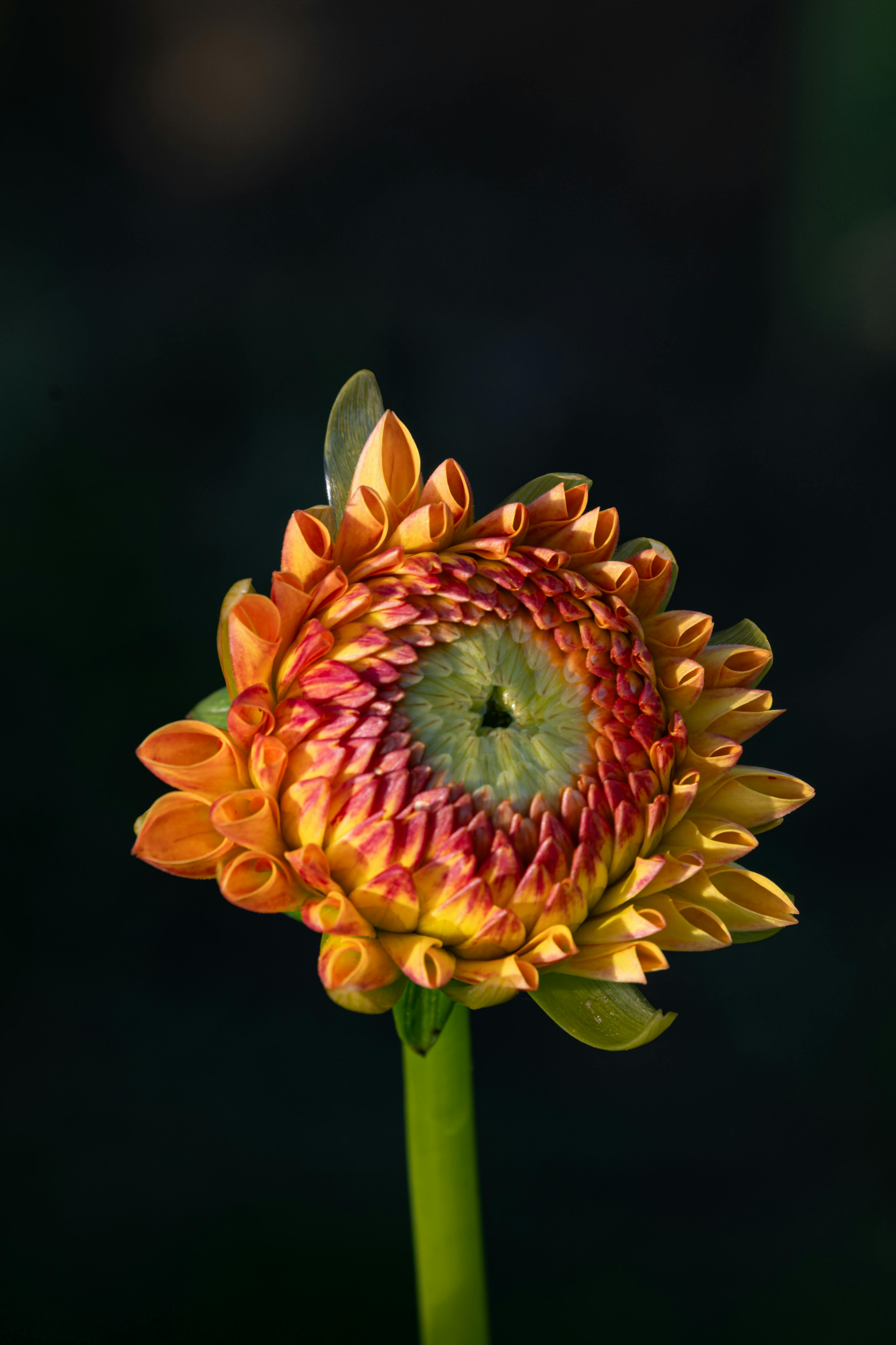 Gulab Flower Background Photos, Download The BEST Free Gulab Flower ...