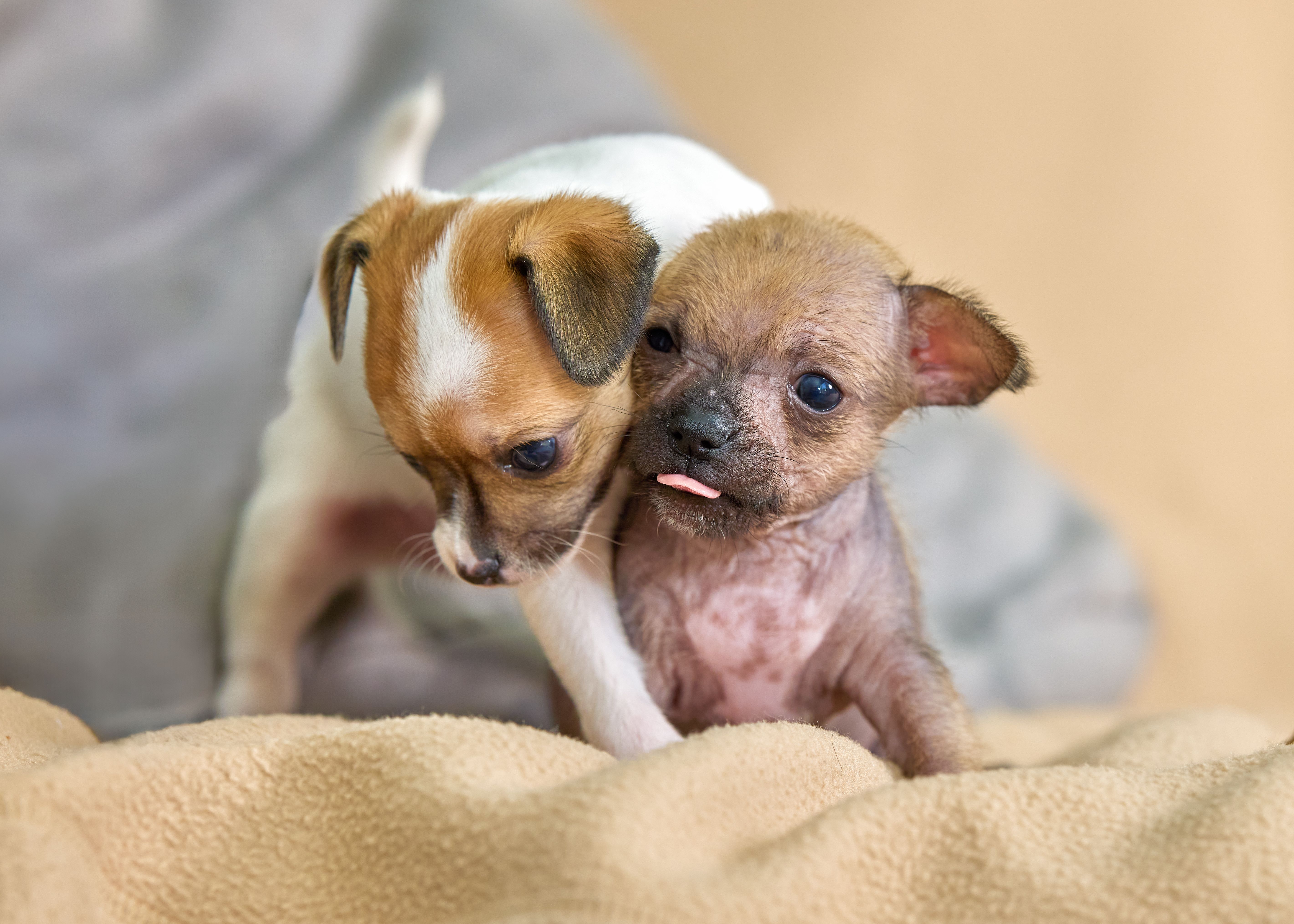 40 000+ Chiots Chien banque d’images et photos libres de droit ...