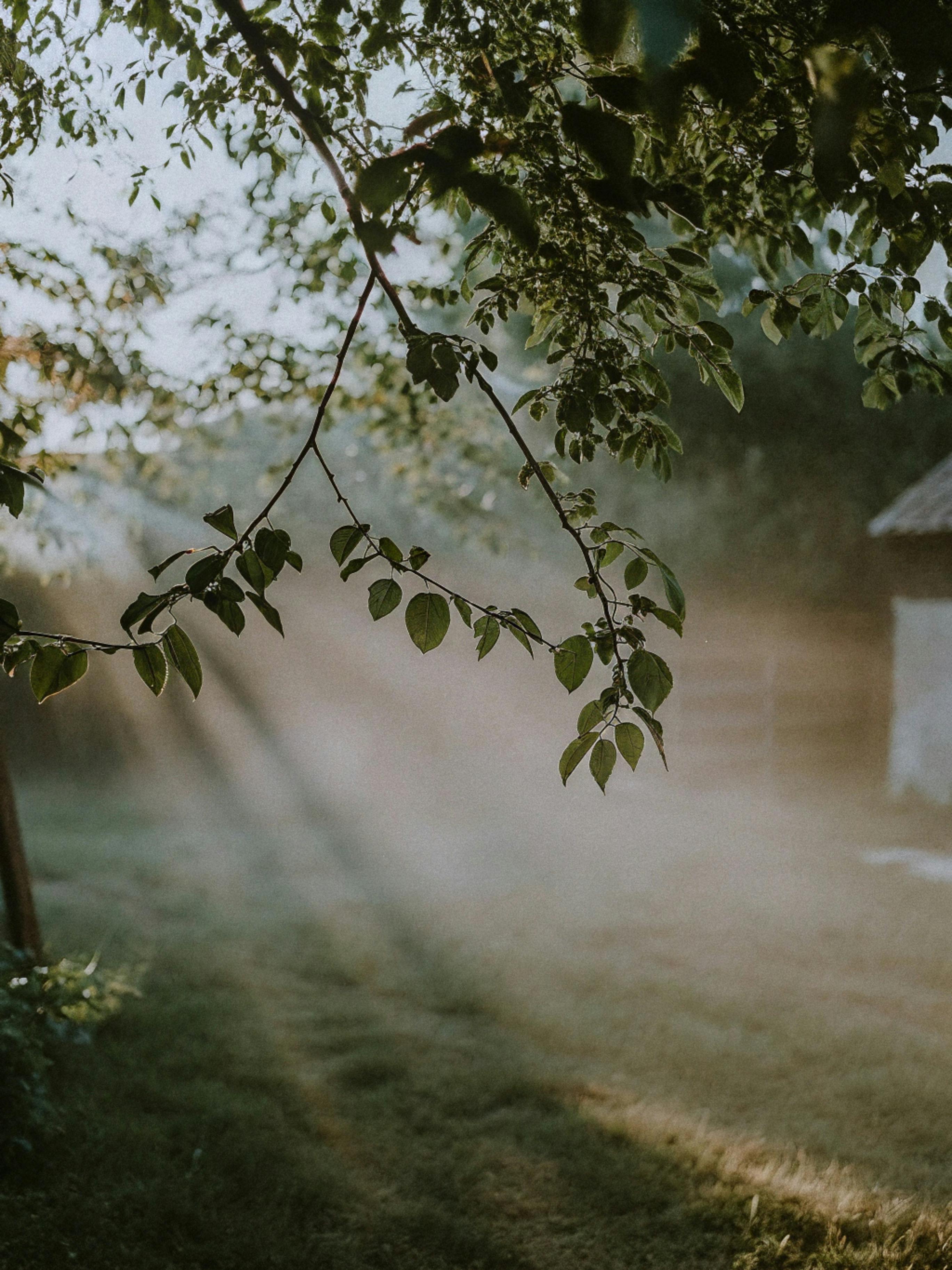 100,000+ Best Tree Images · 100% Free Download · Pexels Stock Photos