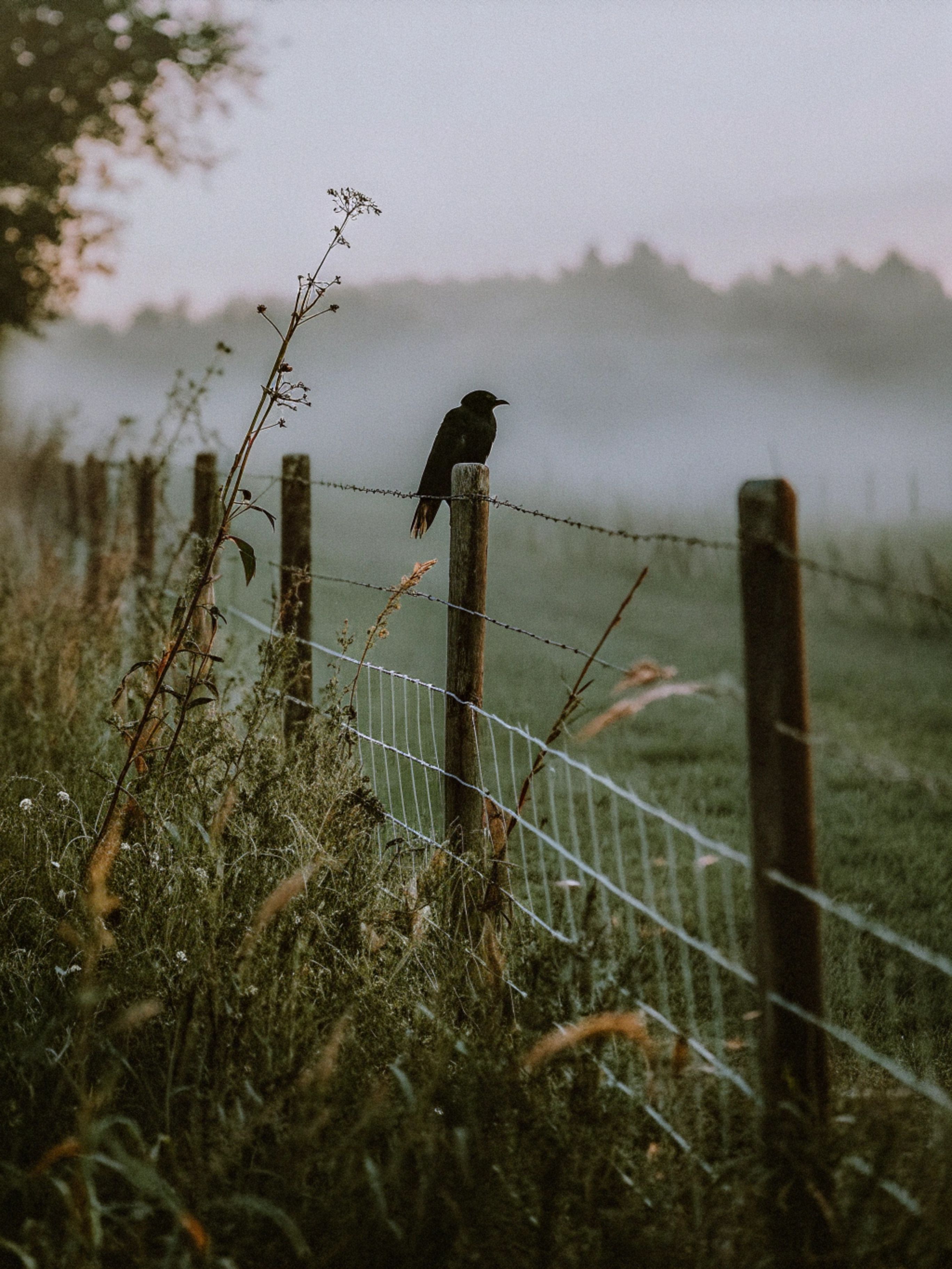 The Thirsty Crow Photos, Download The BEST Free The Thirsty Crow Stock ...