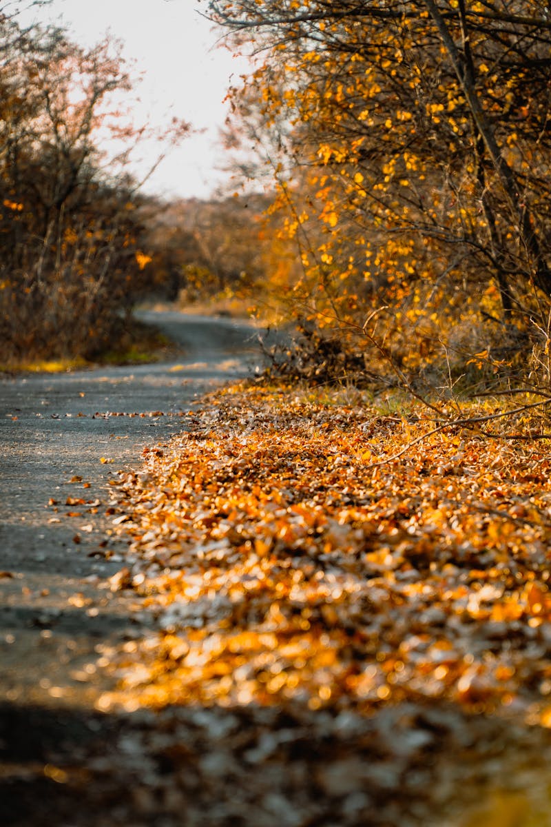 Fall Landscape Photos, Download The BEST Free Fall Landscape Stock ...