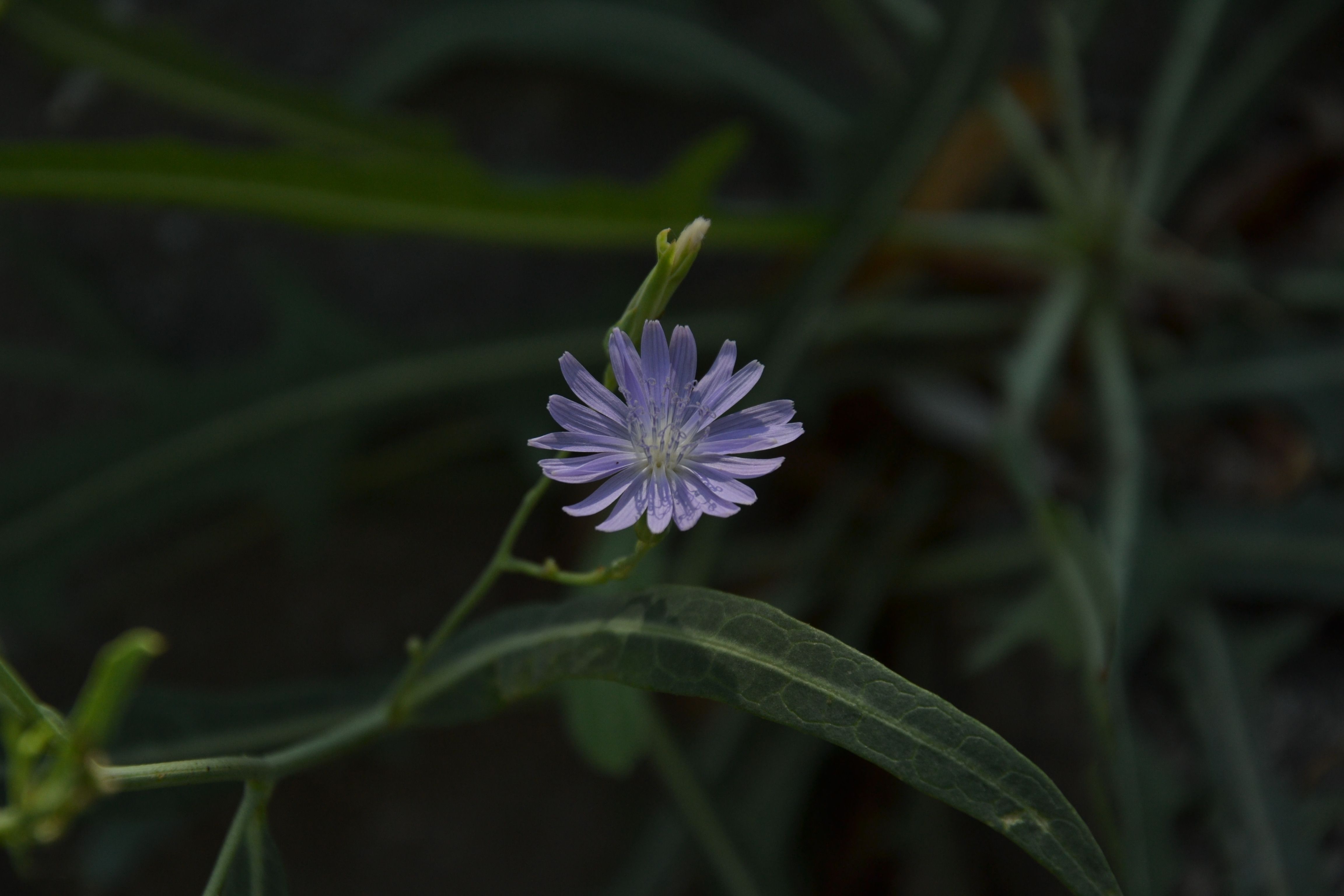 Flower Dp Photos, Download The BEST Free Flower Dp Stock Photos & HD Images