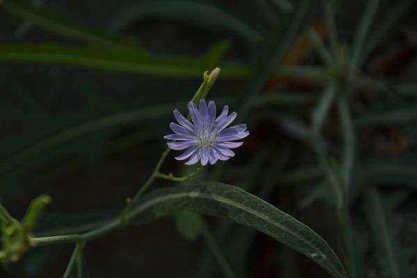 Flower Dp Photos, Download The BEST Free Flower Dp Stock Photos & HD Images