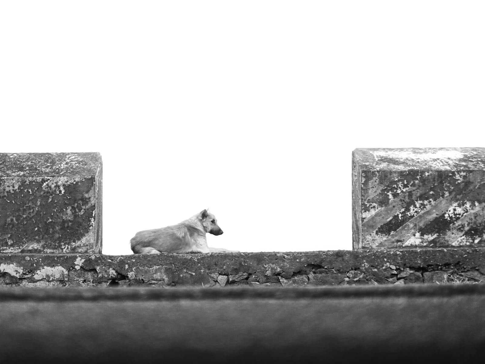 Dog Transparent Background Photos, Download The BEST Free Dog ...