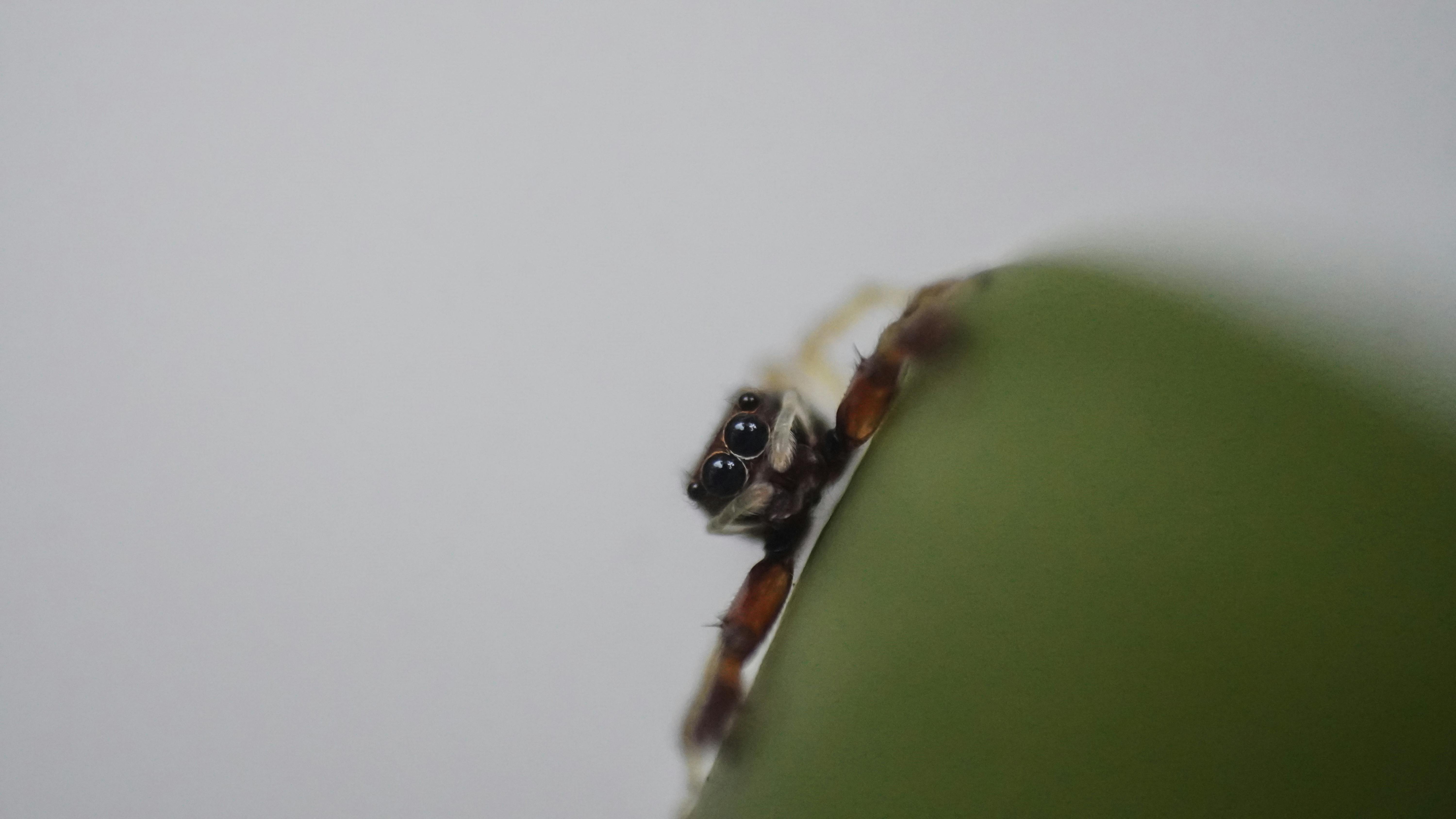 Micro+Bikinis+Gifs Photos, Download The BEST Free Micro+Bikinis+Gifs ...