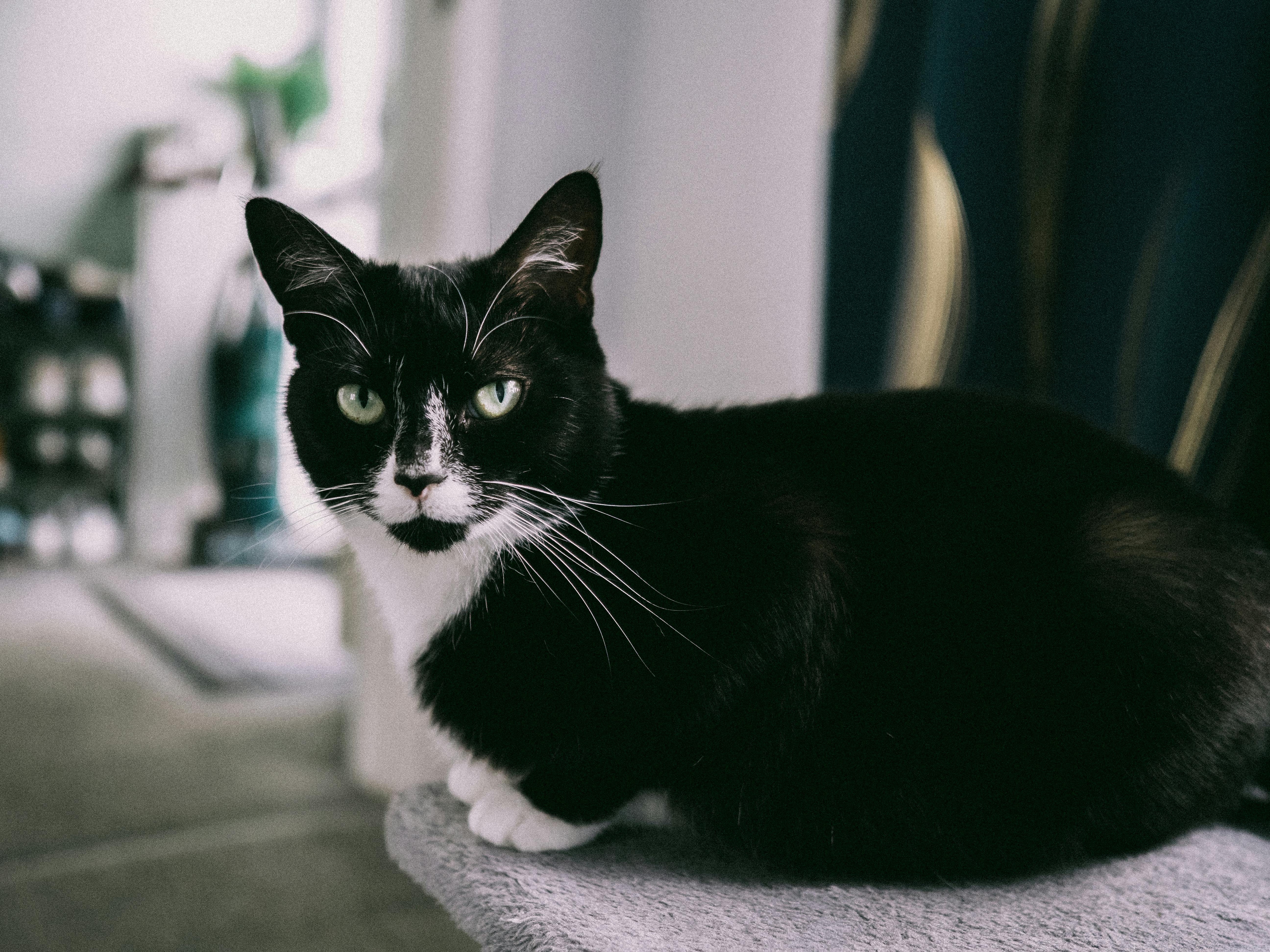 Cat+Eating+Chips+Wallpaper+Pc Photos, Download The BEST Free Cat+Eating ...