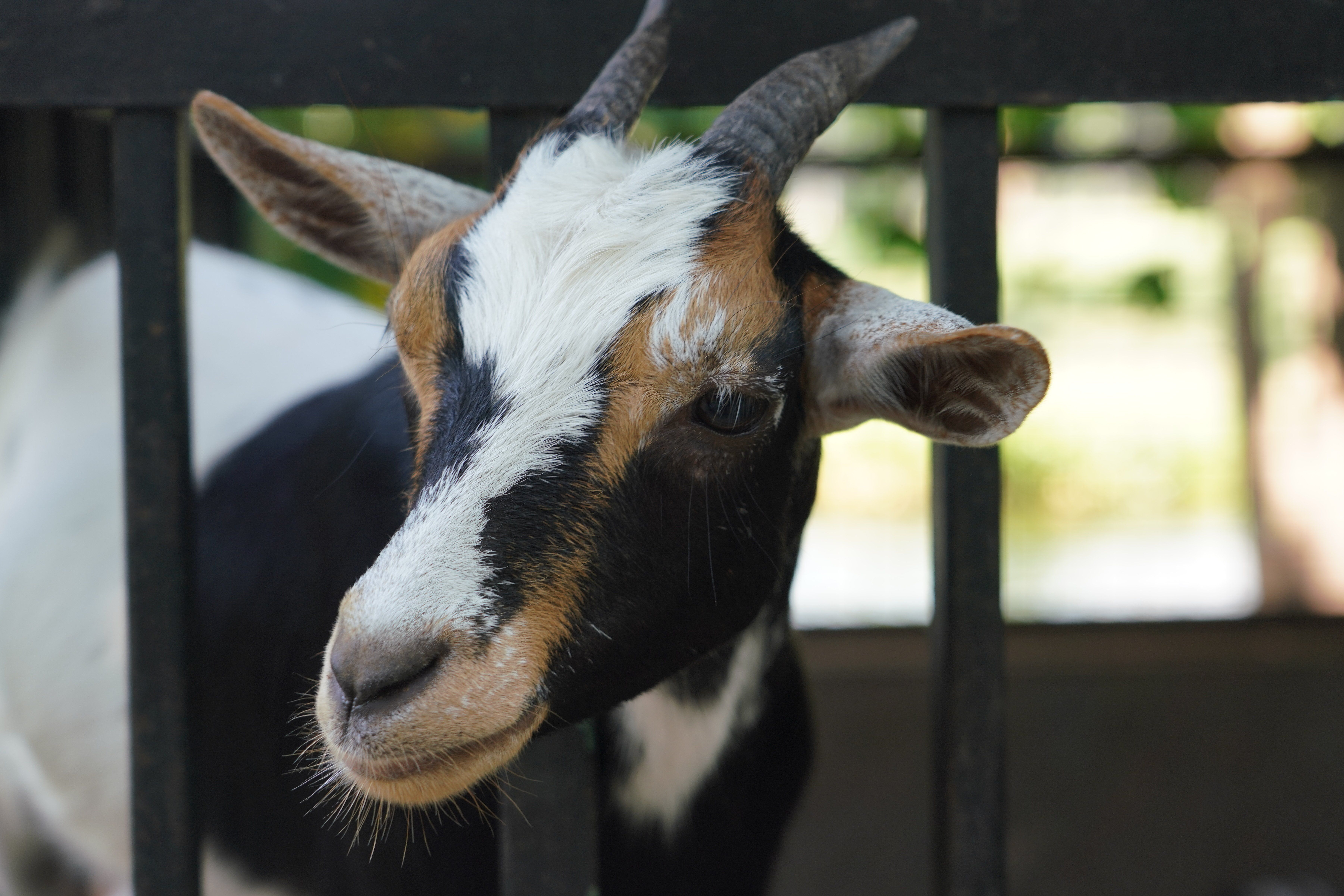 Close-up of a Goat at the Farm Fence · Free Stock Photo