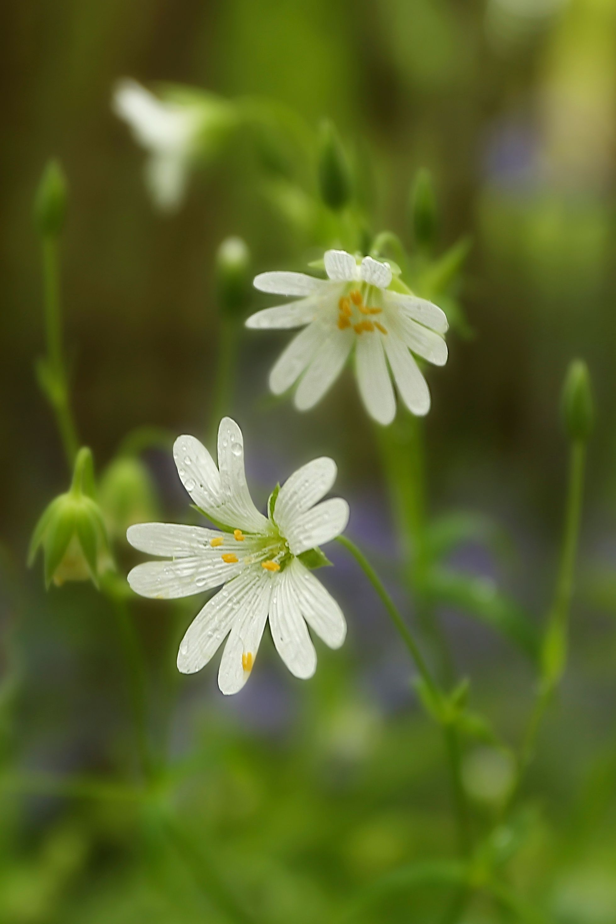 Free stock photo of flower, france, stellaire