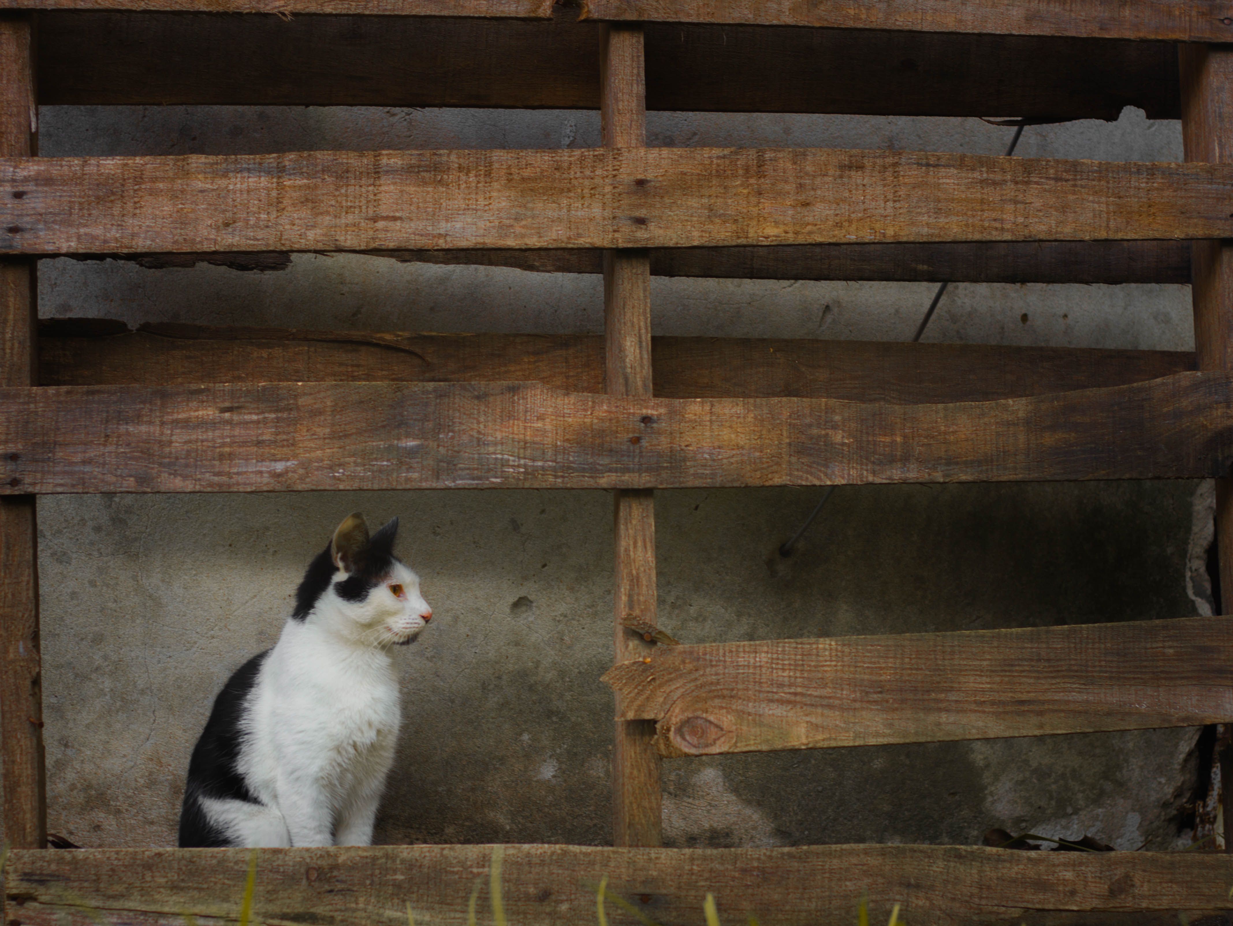 Maxwell The Cat Photos, Download The BEST Free Maxwell The Cat Stock ...