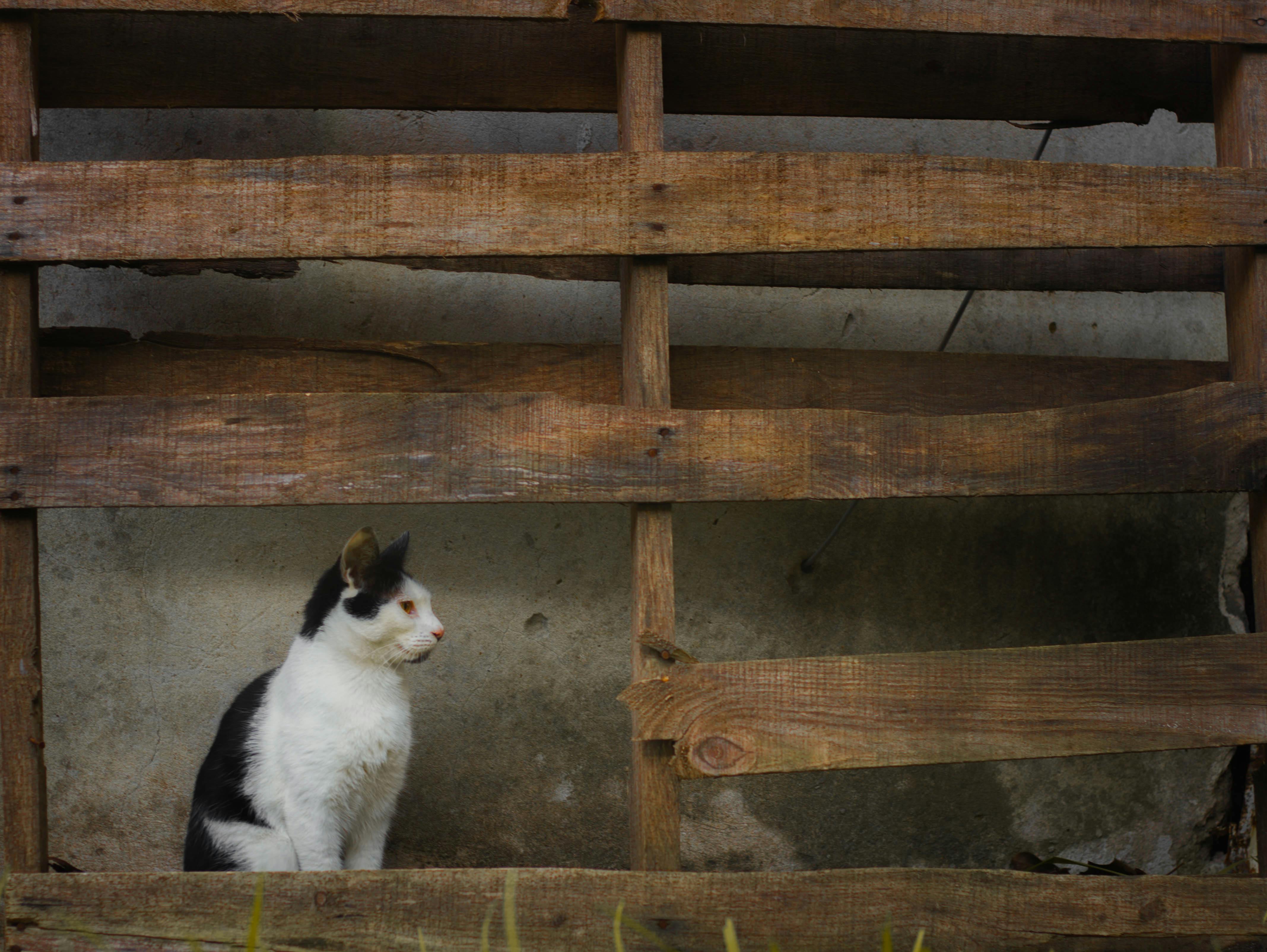 Animal Pfp Photos, Download The BEST Free Animal Pfp Stock Photos & HD ...