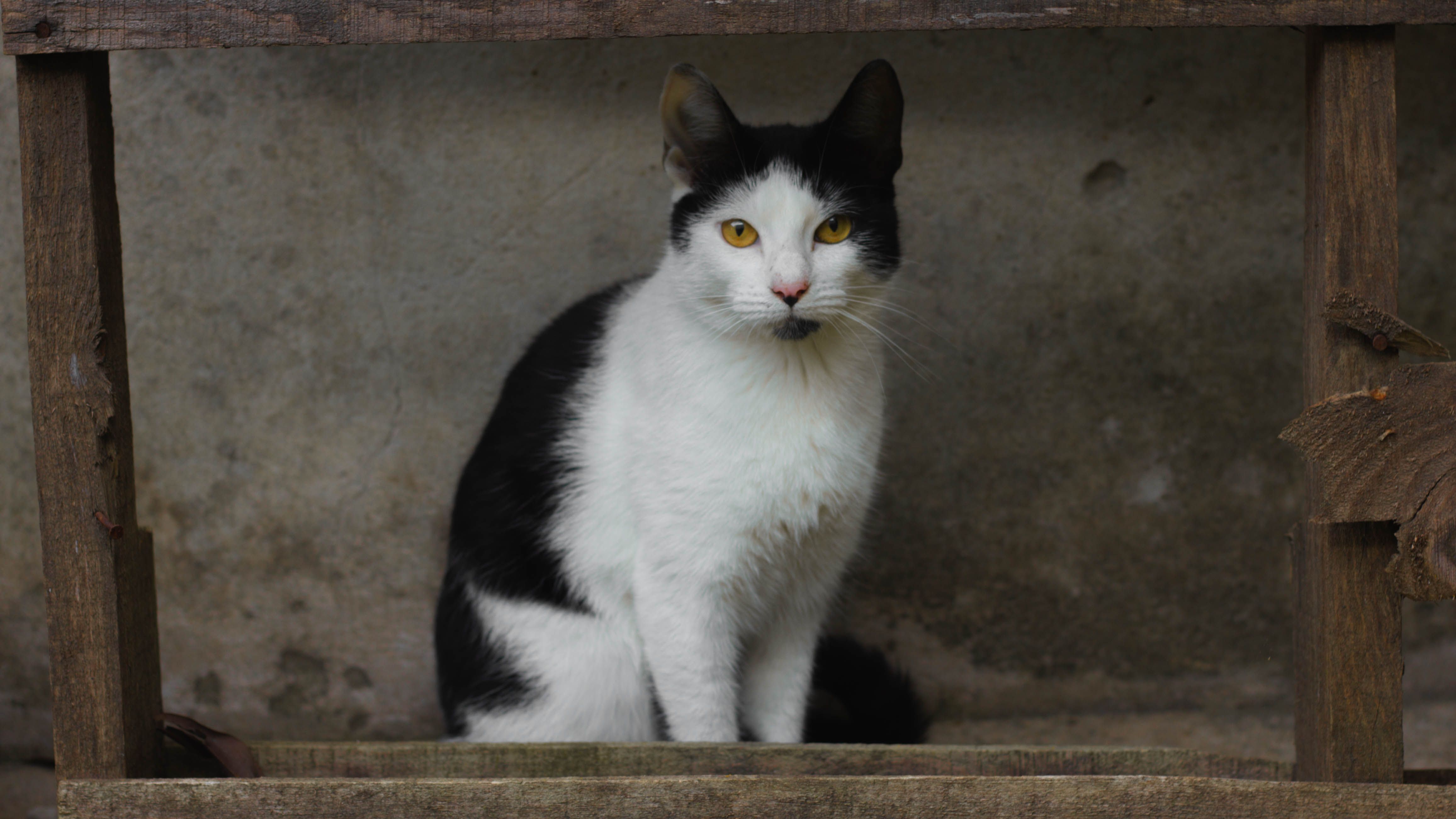 Maxwell The Cat Photos, Download The BEST Free Maxwell The Cat Stock ...