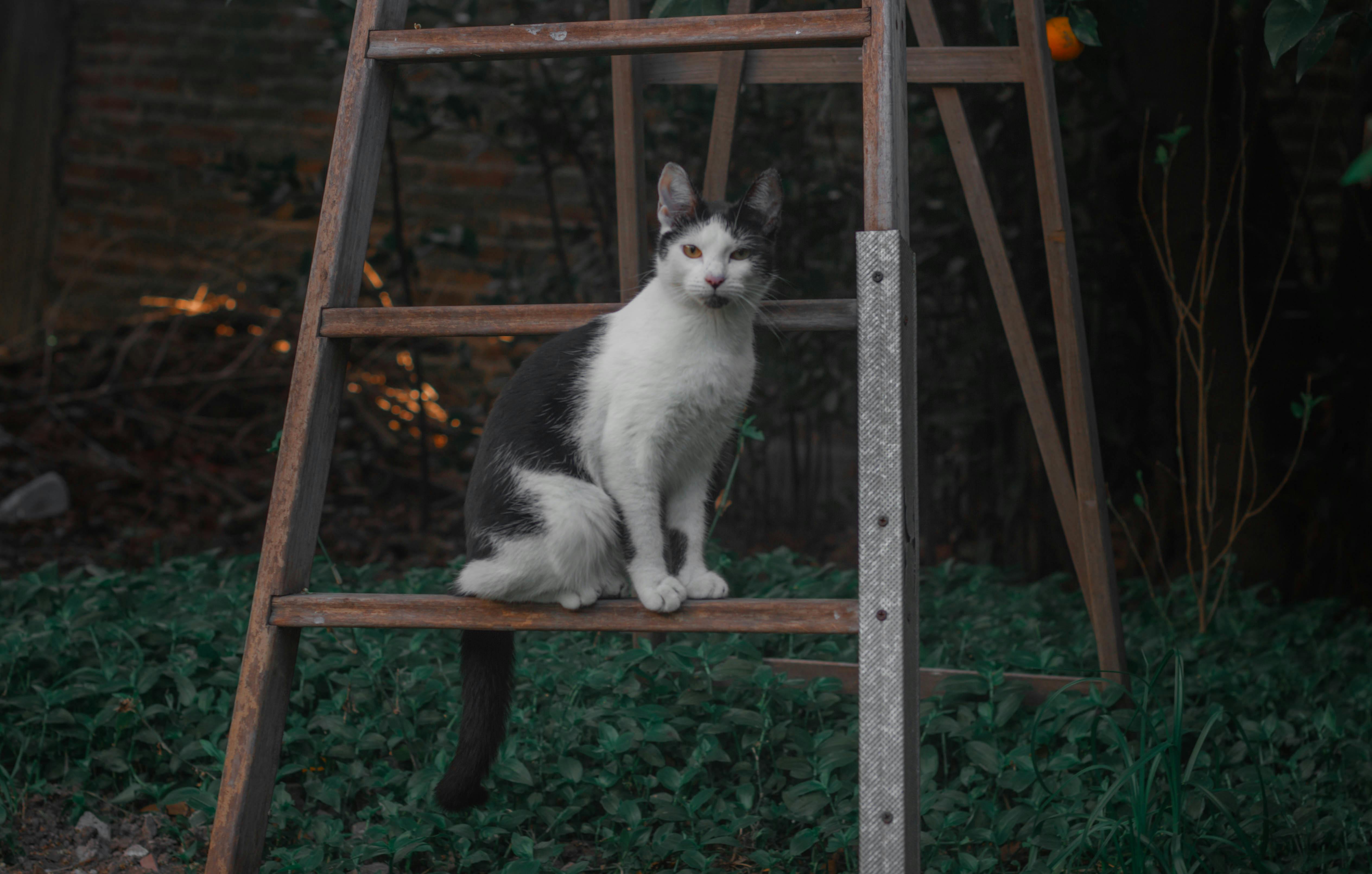 Animal Pfp Photos, Download The BEST Free Animal Pfp Stock Photos & HD ...