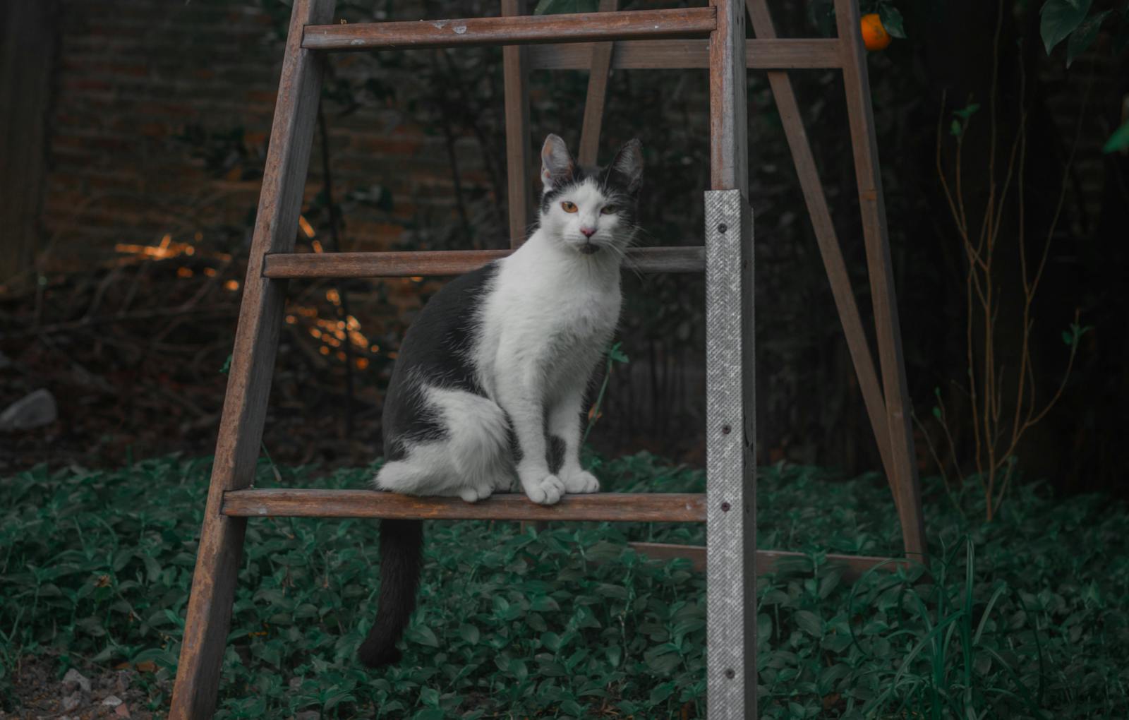 Cute+And+Desperate+Twins+Daya+And+Isabella Photos, Download The BEST ...