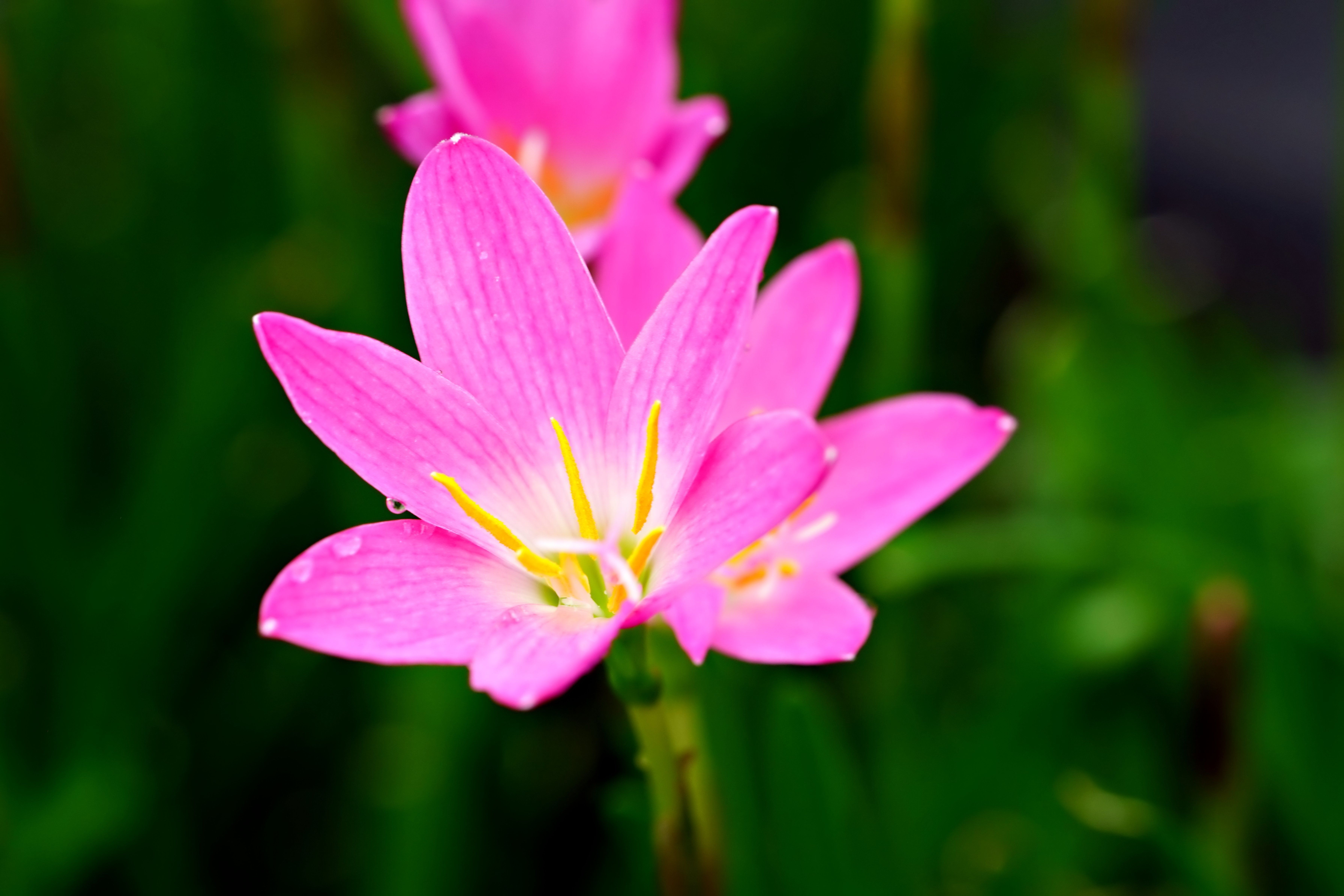 Pink Color Photos, Download The BEST Free Pink Color Stock Photos & HD ...
