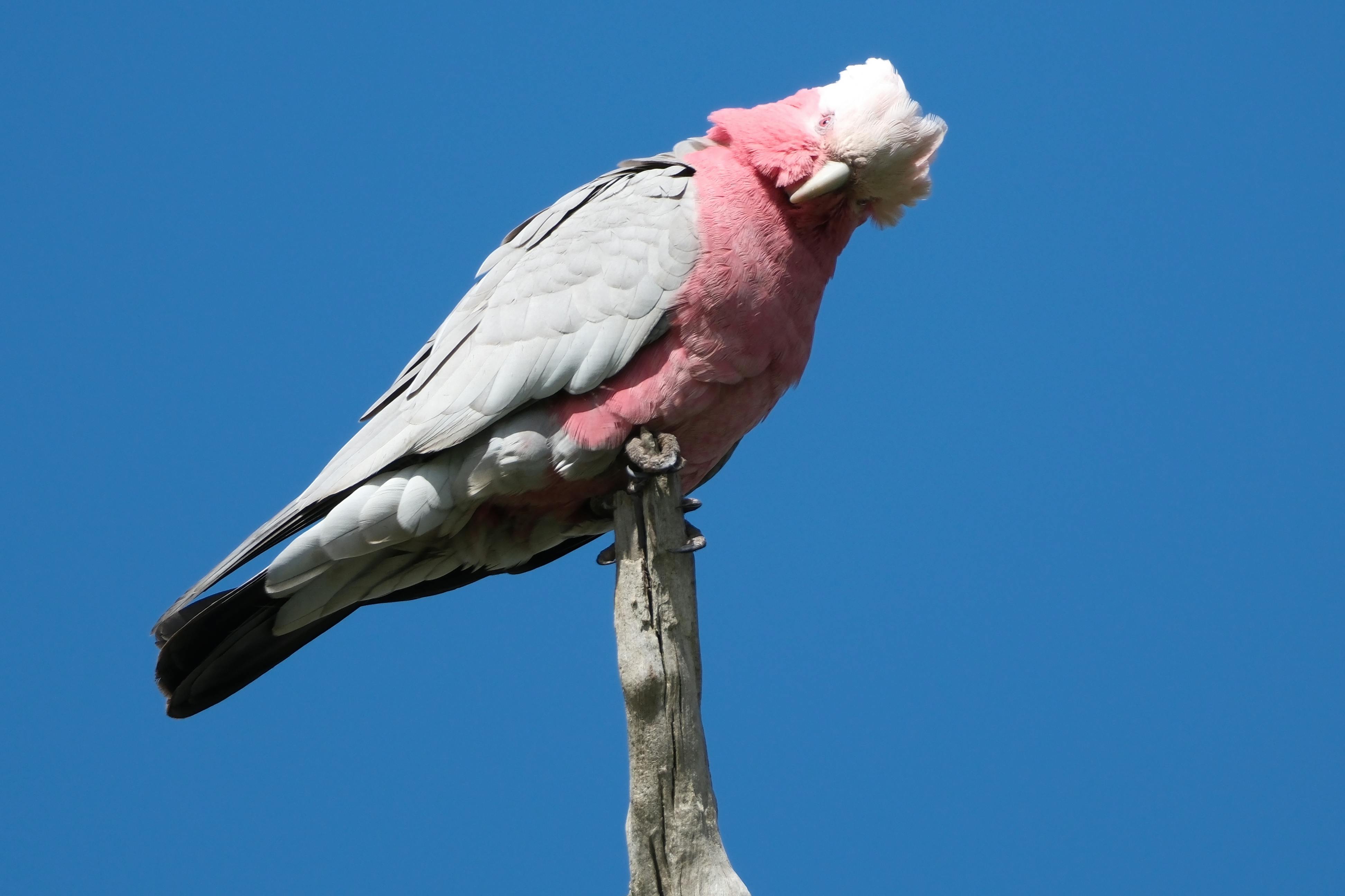 Breast+Reveal+Gifs Photos, Download The BEST Free Breast+Reveal+Gifs ...