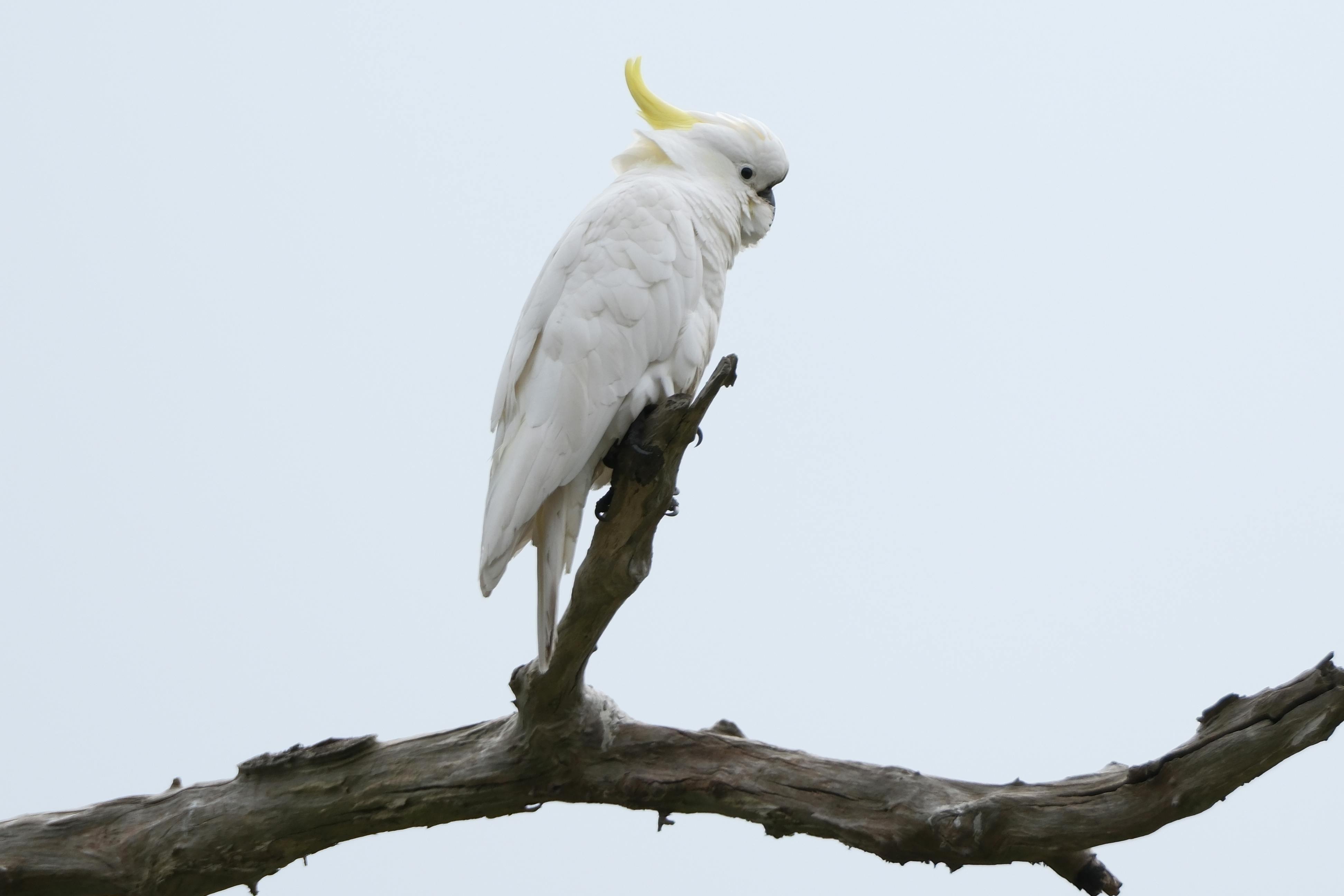 Bird Side View Photos, Download The BEST Free Bird Side View Stock ...