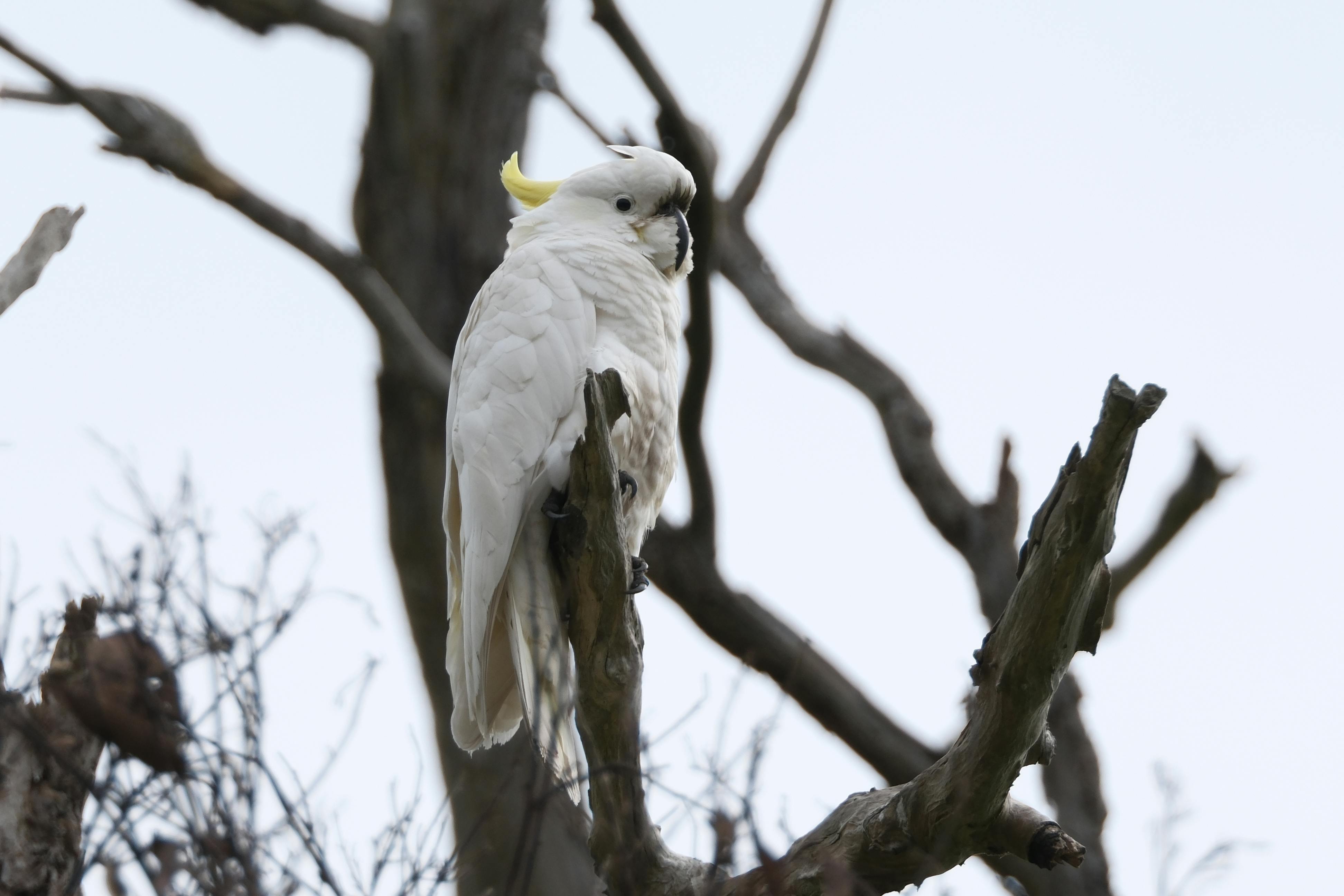 Bird Side View Photos, Download The BEST Free Bird Side View Stock ...