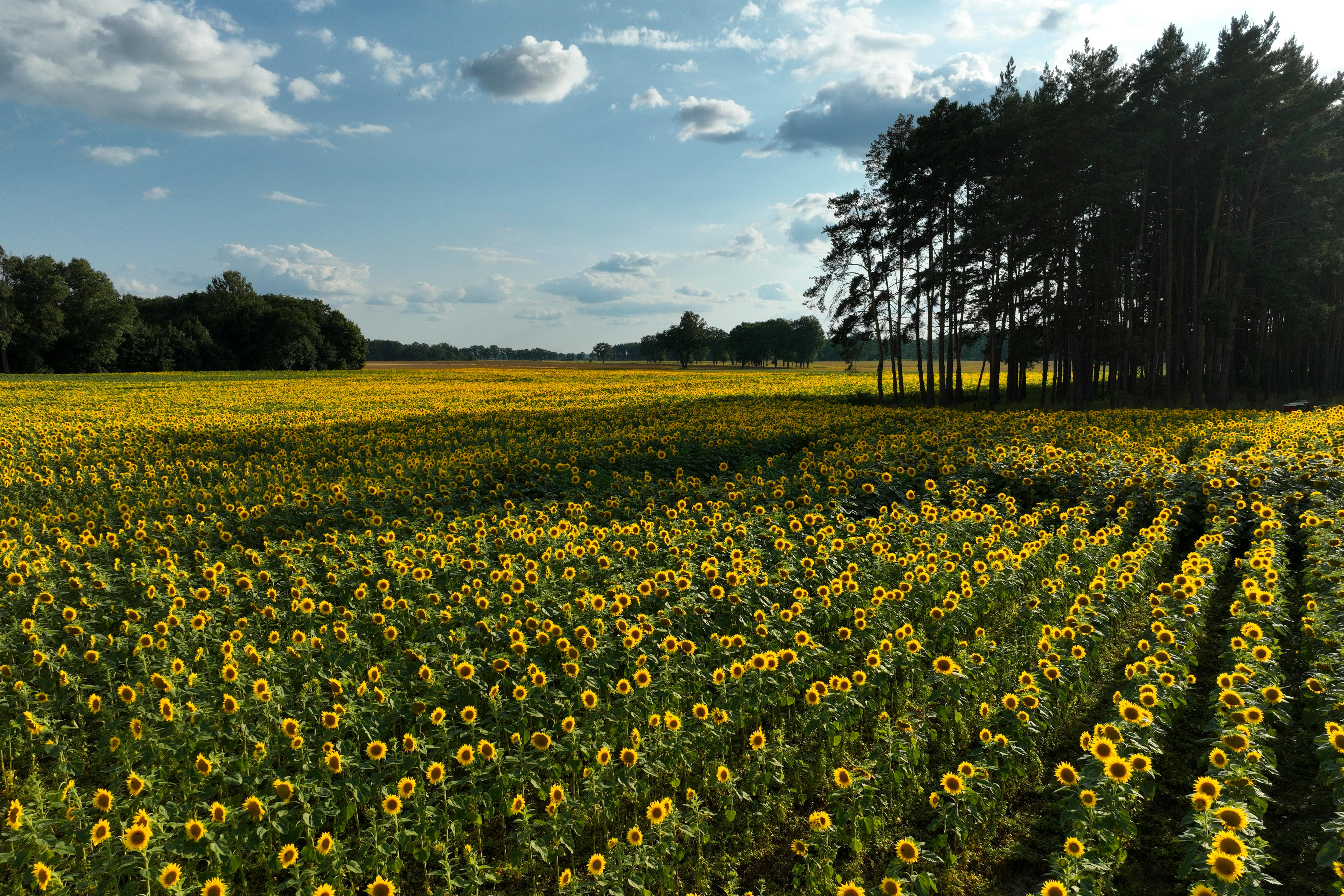 Vitality Photos, Download The BEST Free Vitality Stock Photos & HD Images