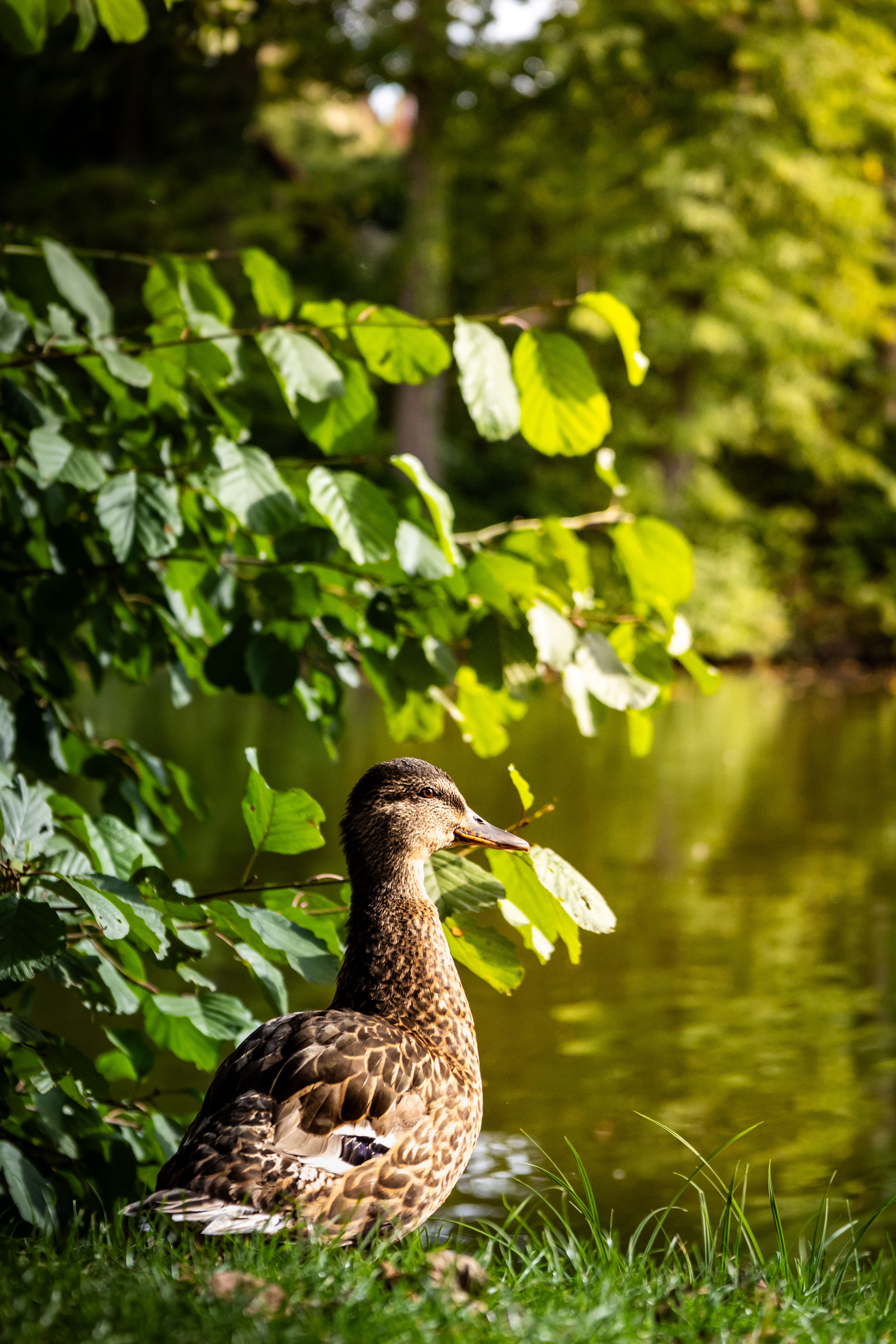 Serene Duck by Bavarian Lake in Summer · Free Stock Photo