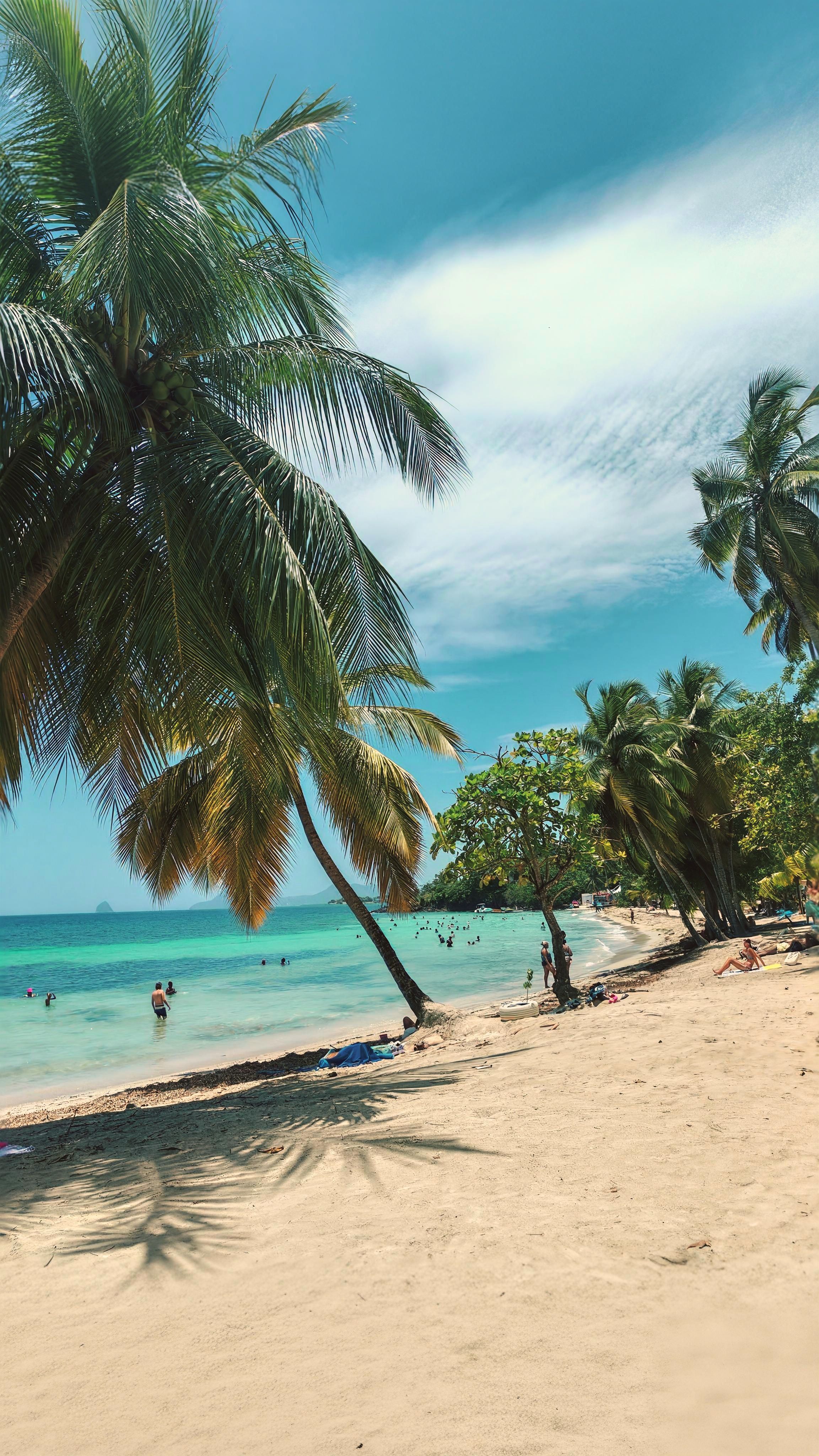 Tropical Beach Scene in Martinique With Palm Trees · Free Stock Photo