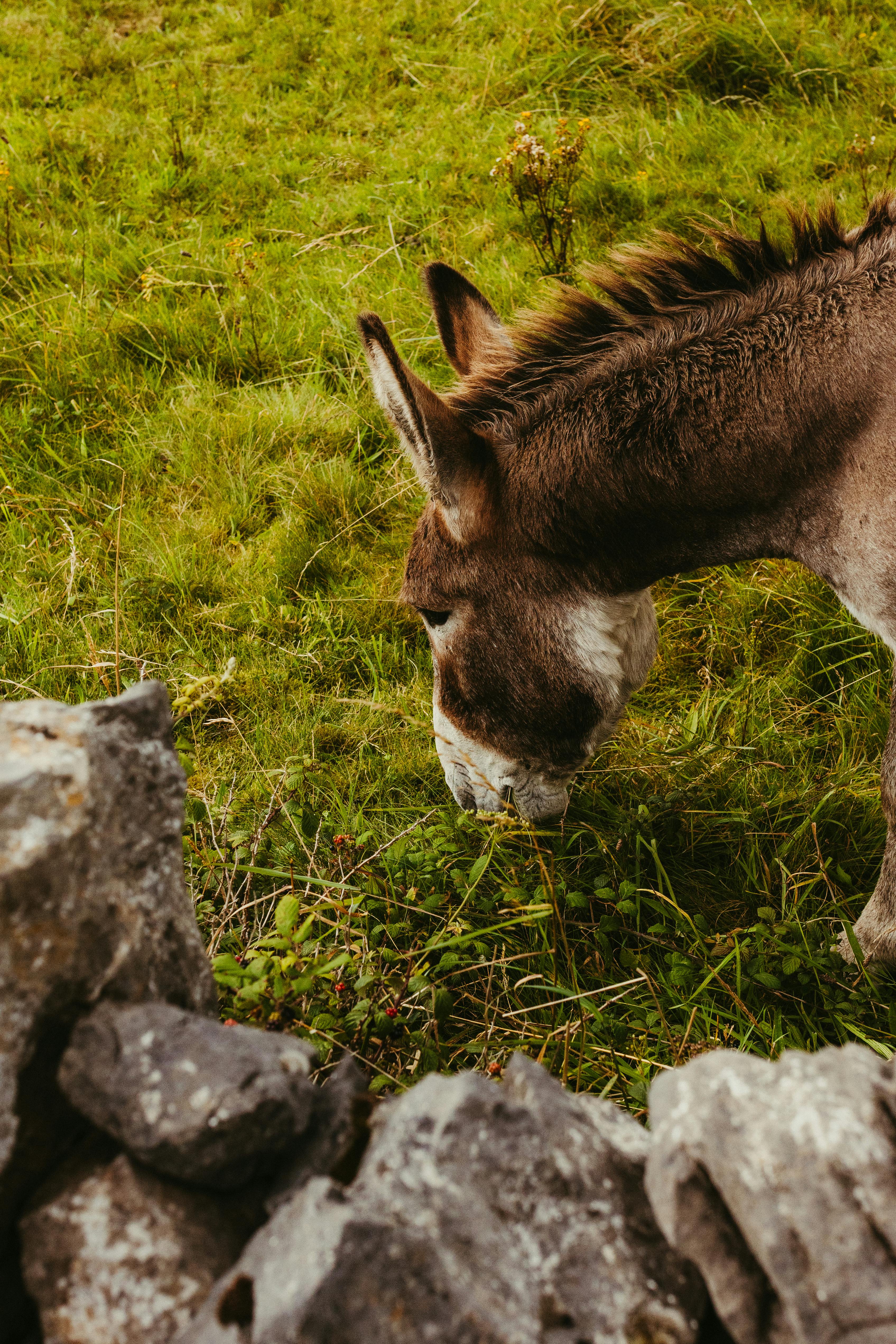 Animal Pfp Photos, Download The BEST Free Animal Pfp Stock Photos & HD ...